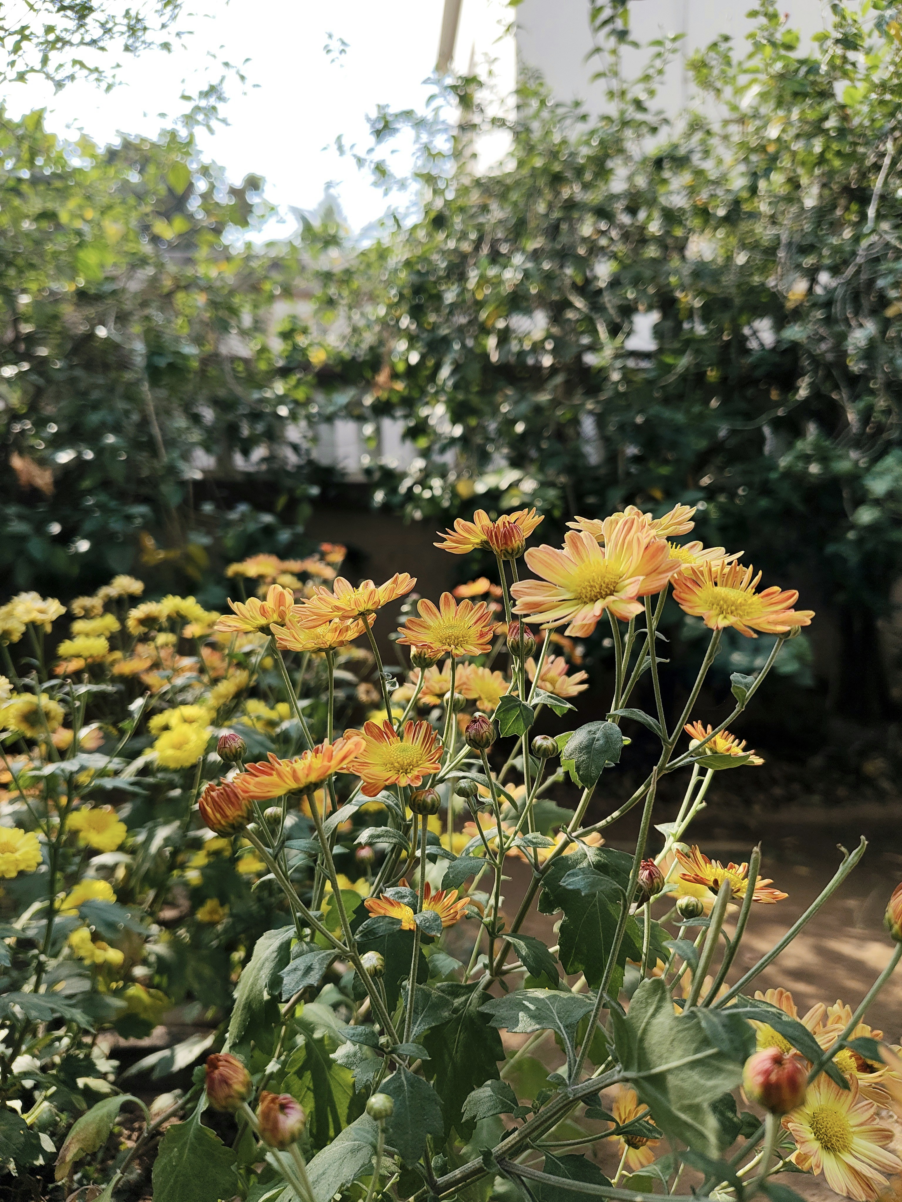 Sunlit Mums in a Quiet Garden