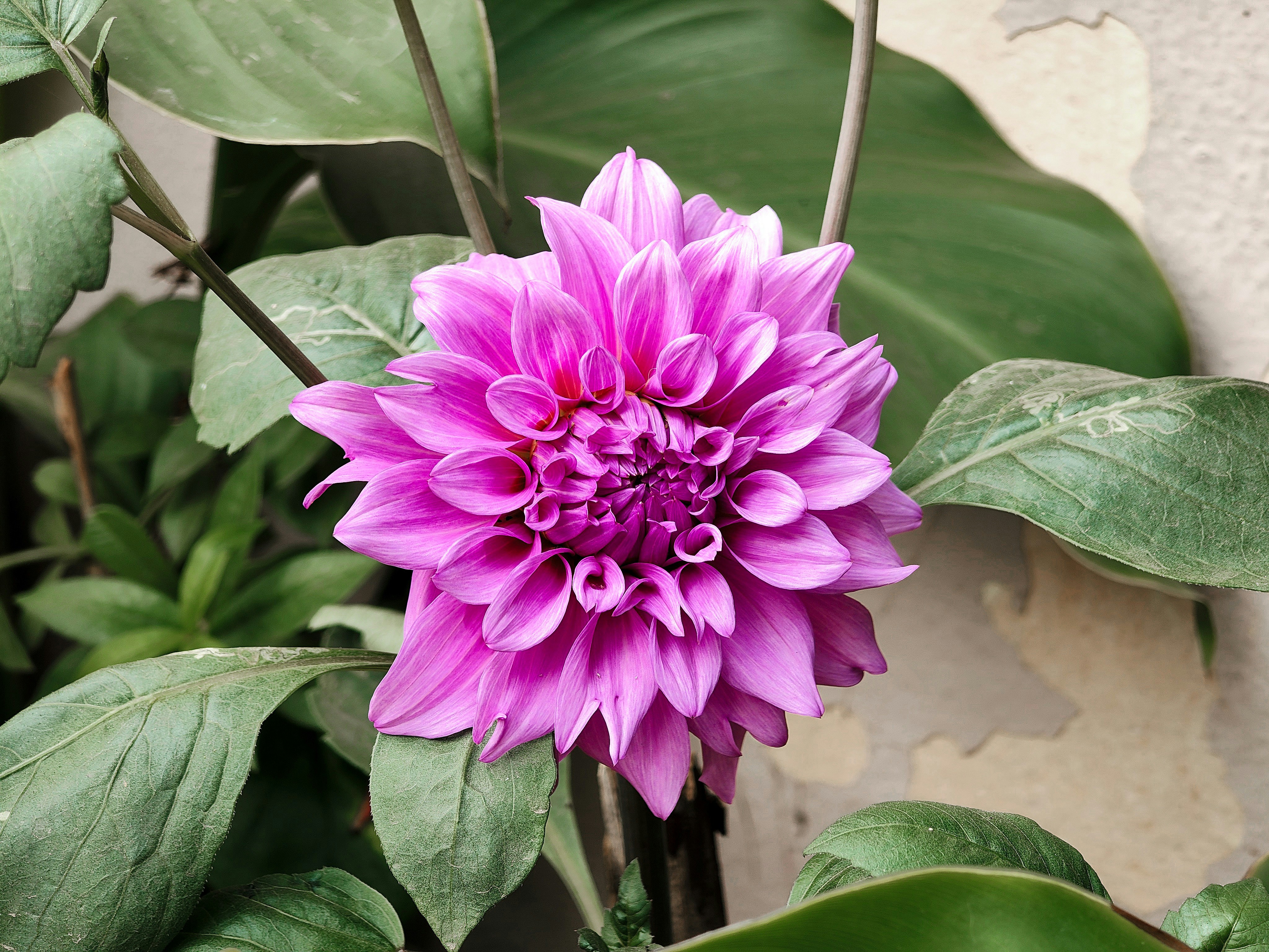 Azure Flame: A Close-Up of a Magenta Dahlia in Bloom