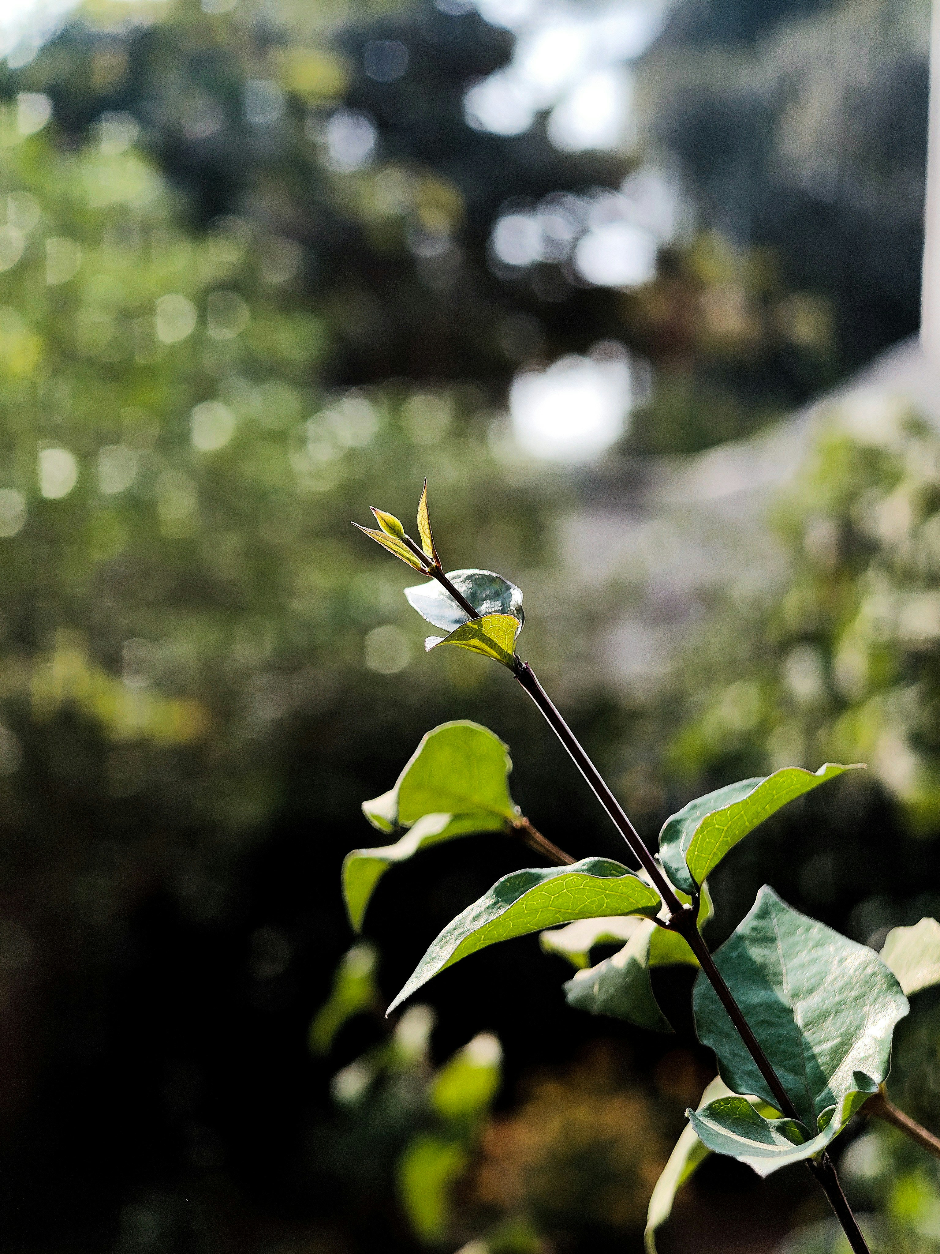 Leafy Stem Reaches for Sunlight in a Quiet Back Garden