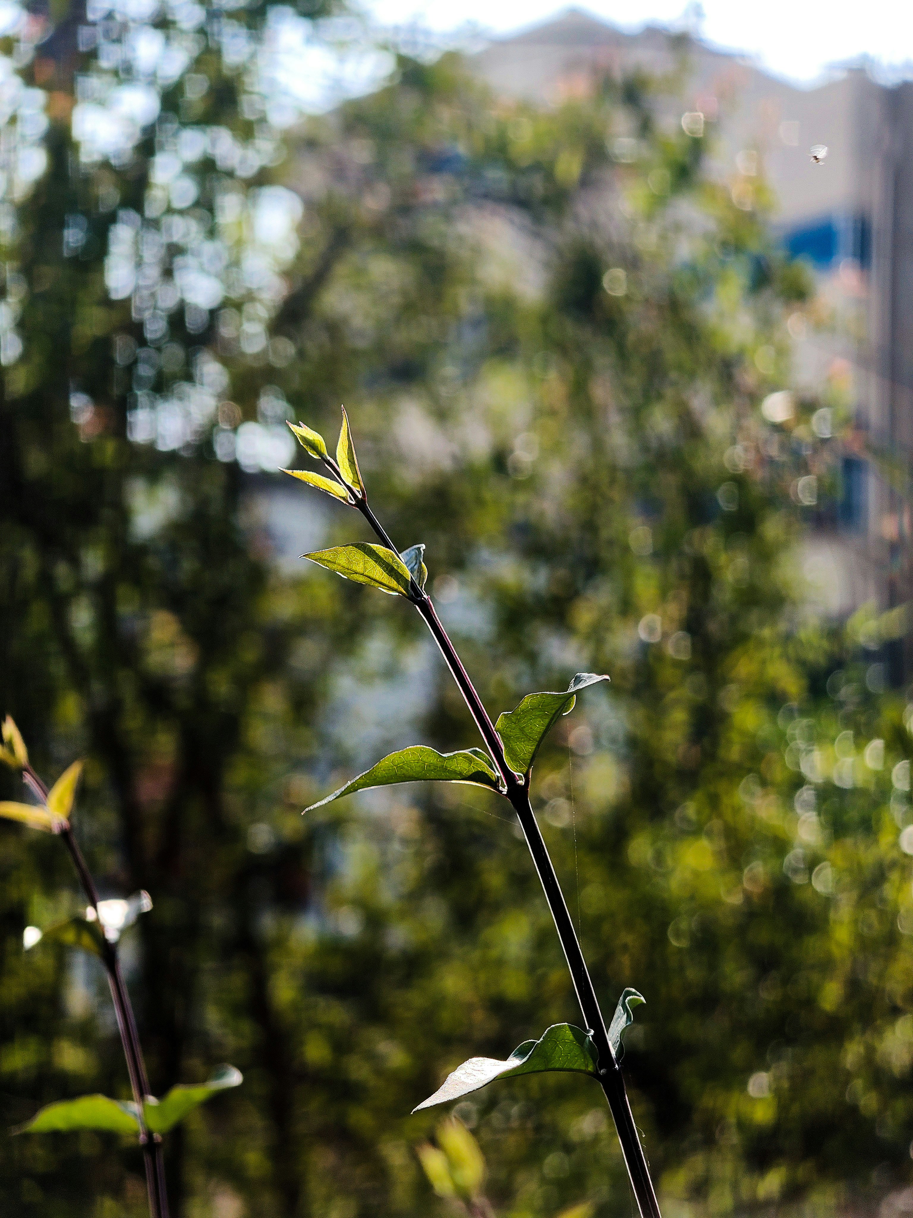 Emerging Branches: a sunlit stem reaching toward the city light