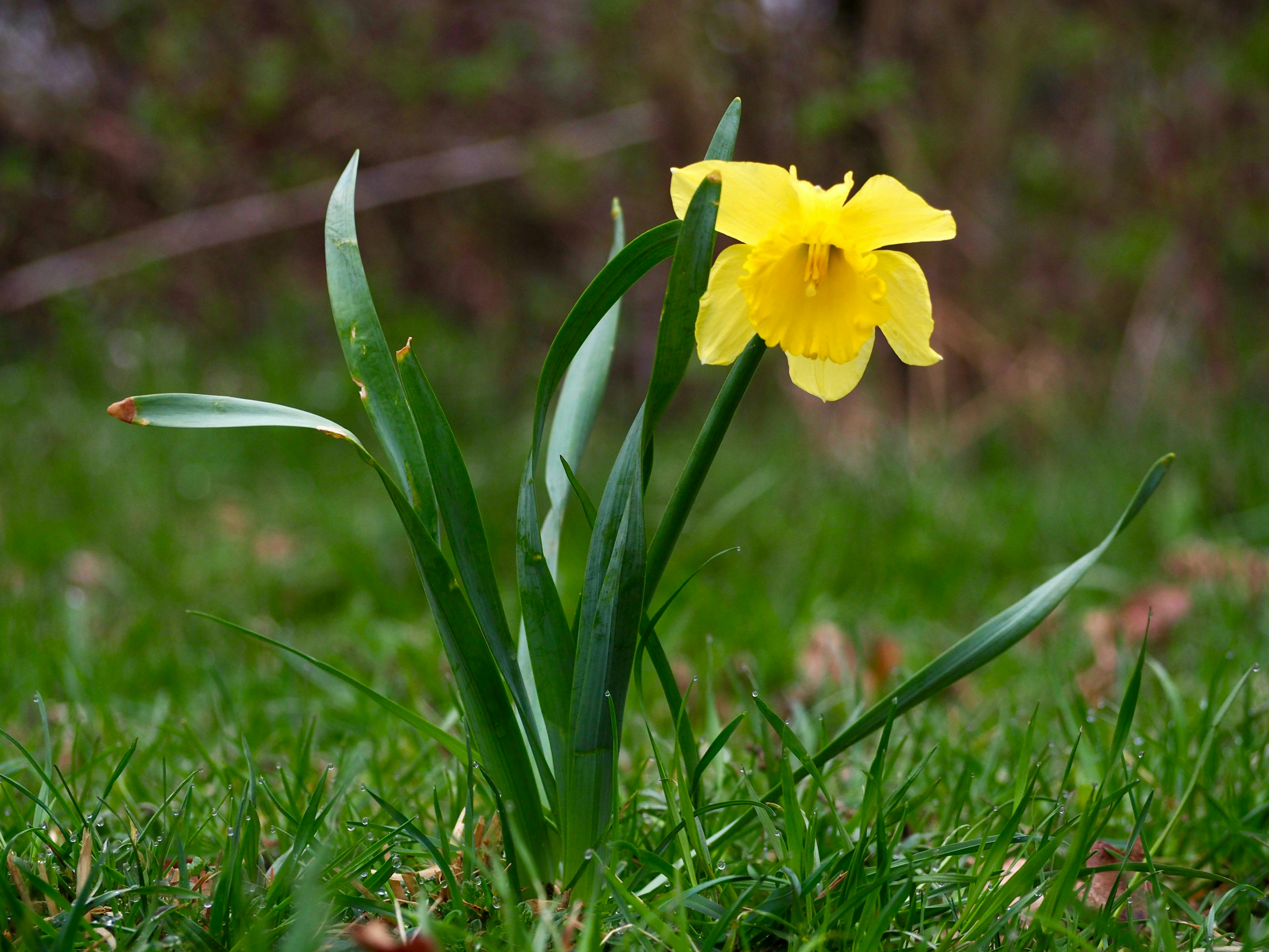 Golden Narcissus Amid Grass: A Quiet Botanical Moment