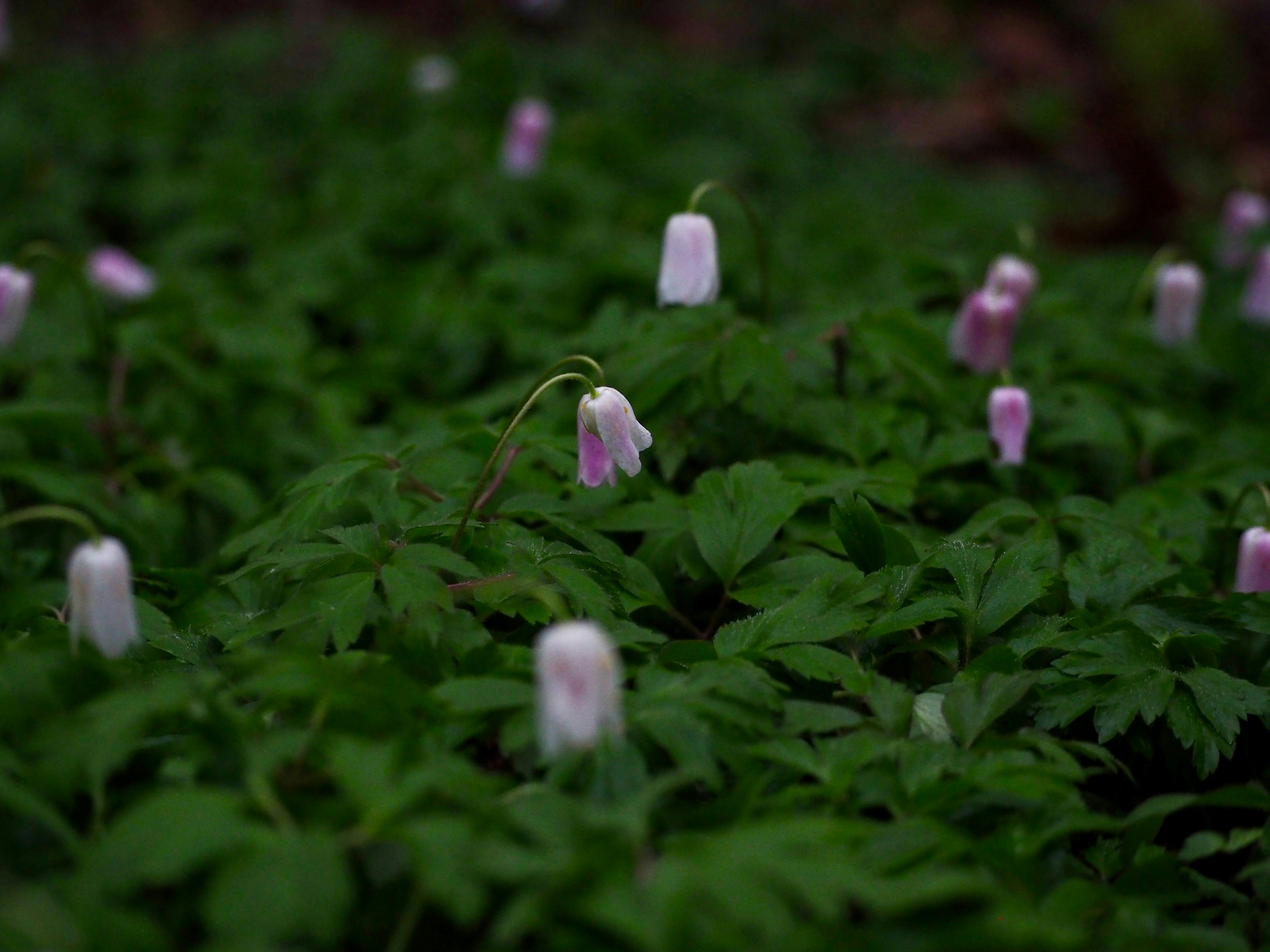 Gentle Bellflowers in a Shadowed Carpet