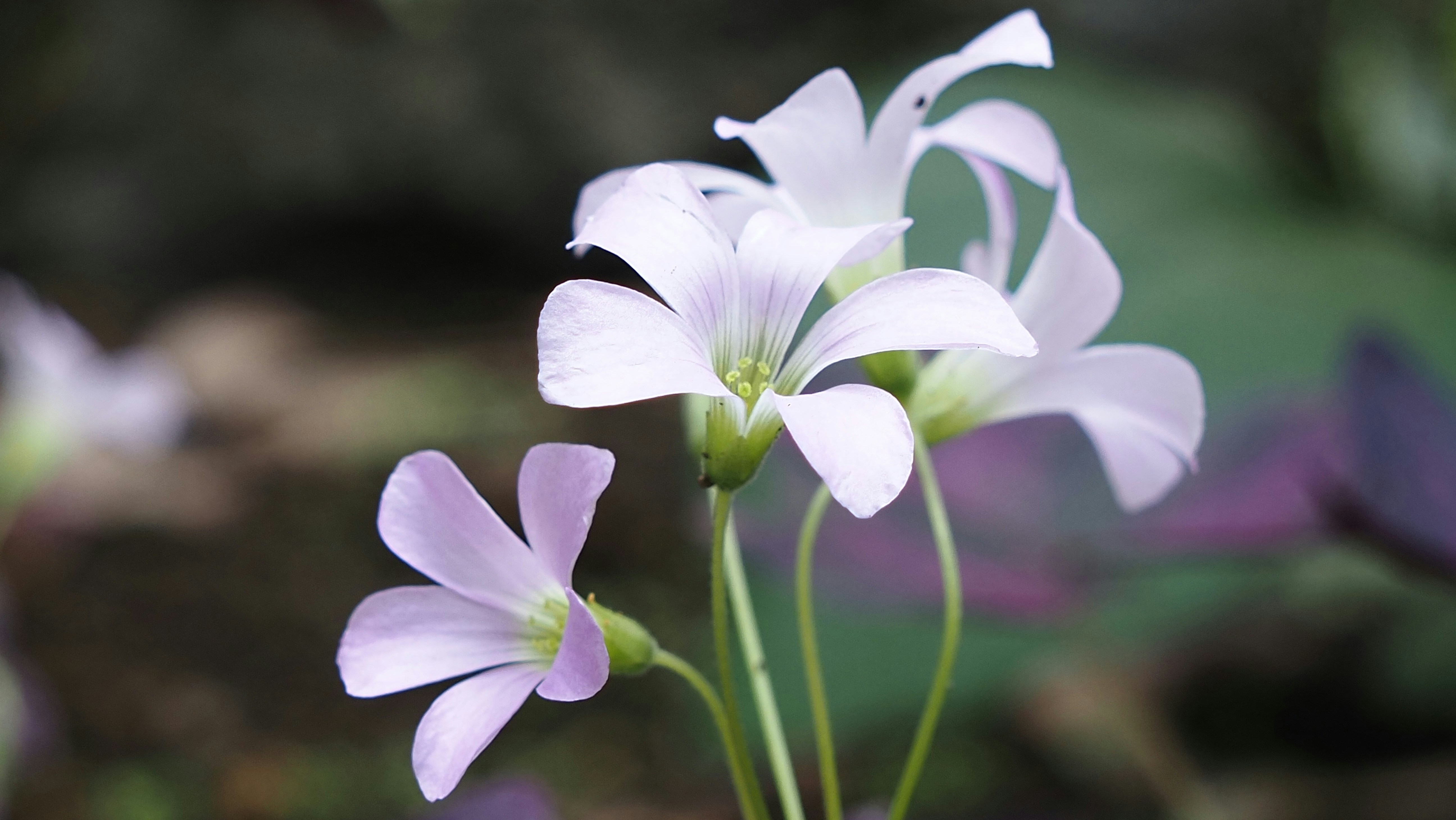 Lilac Bloom Ballet: Delicate Orchids in Soft Focus