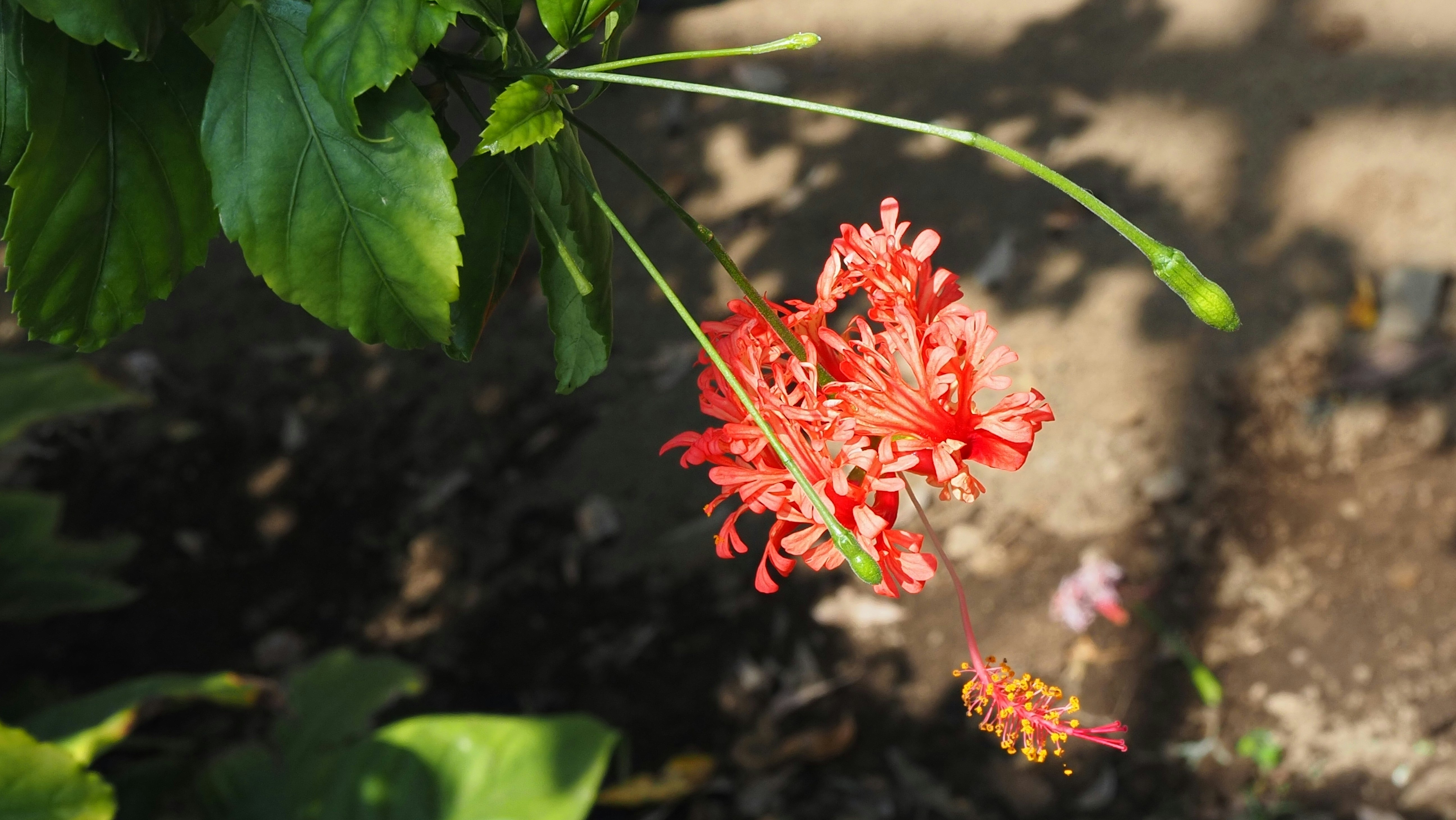 Crimson Hibiscus Spike: A Sunlit Bloom in Focus