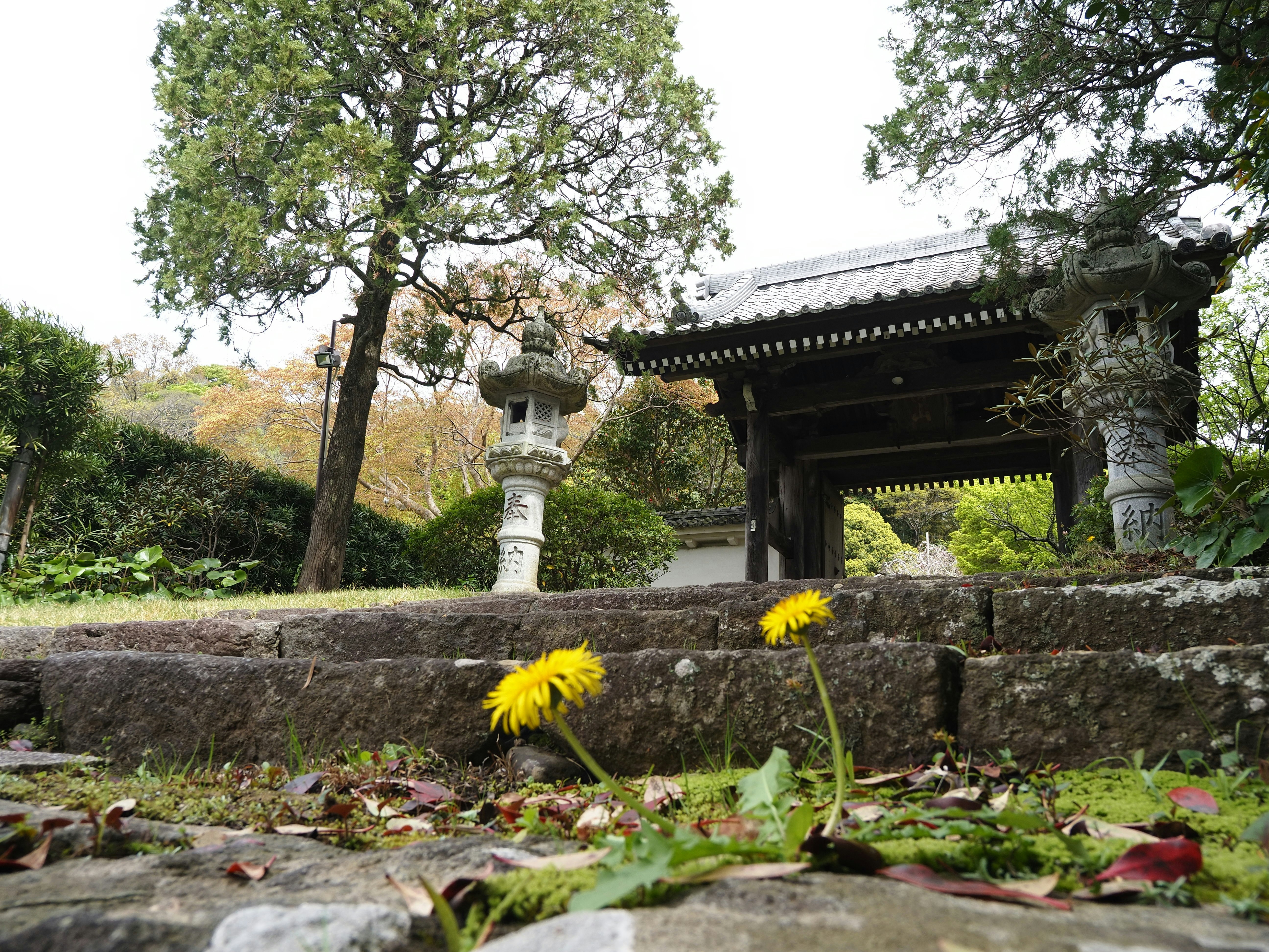 Yellow Dandelions at the Foot of a Traditional Japanese Gate