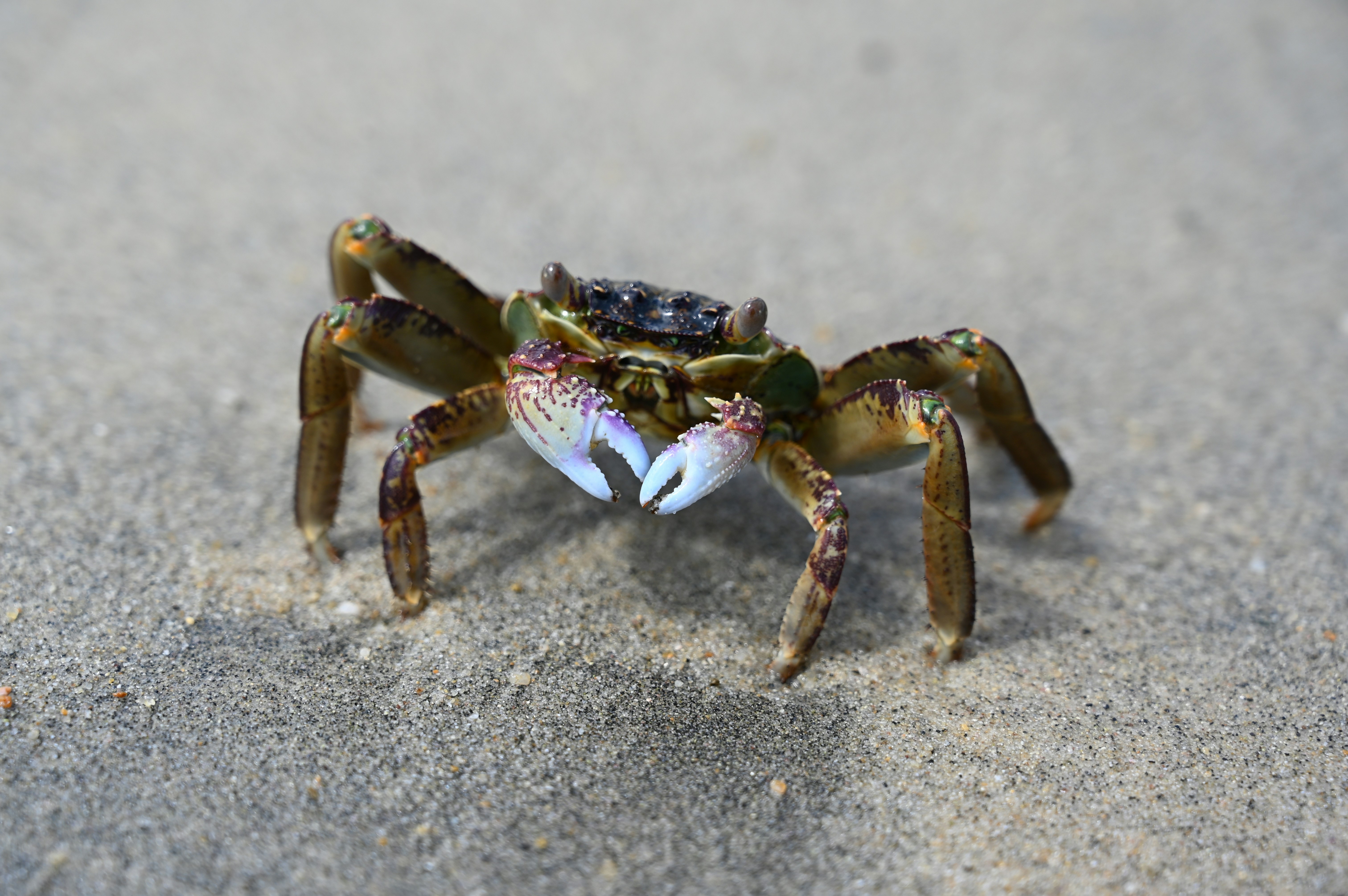 Sandborn Stalker: A Coastal Crab Stare on Wet Grains