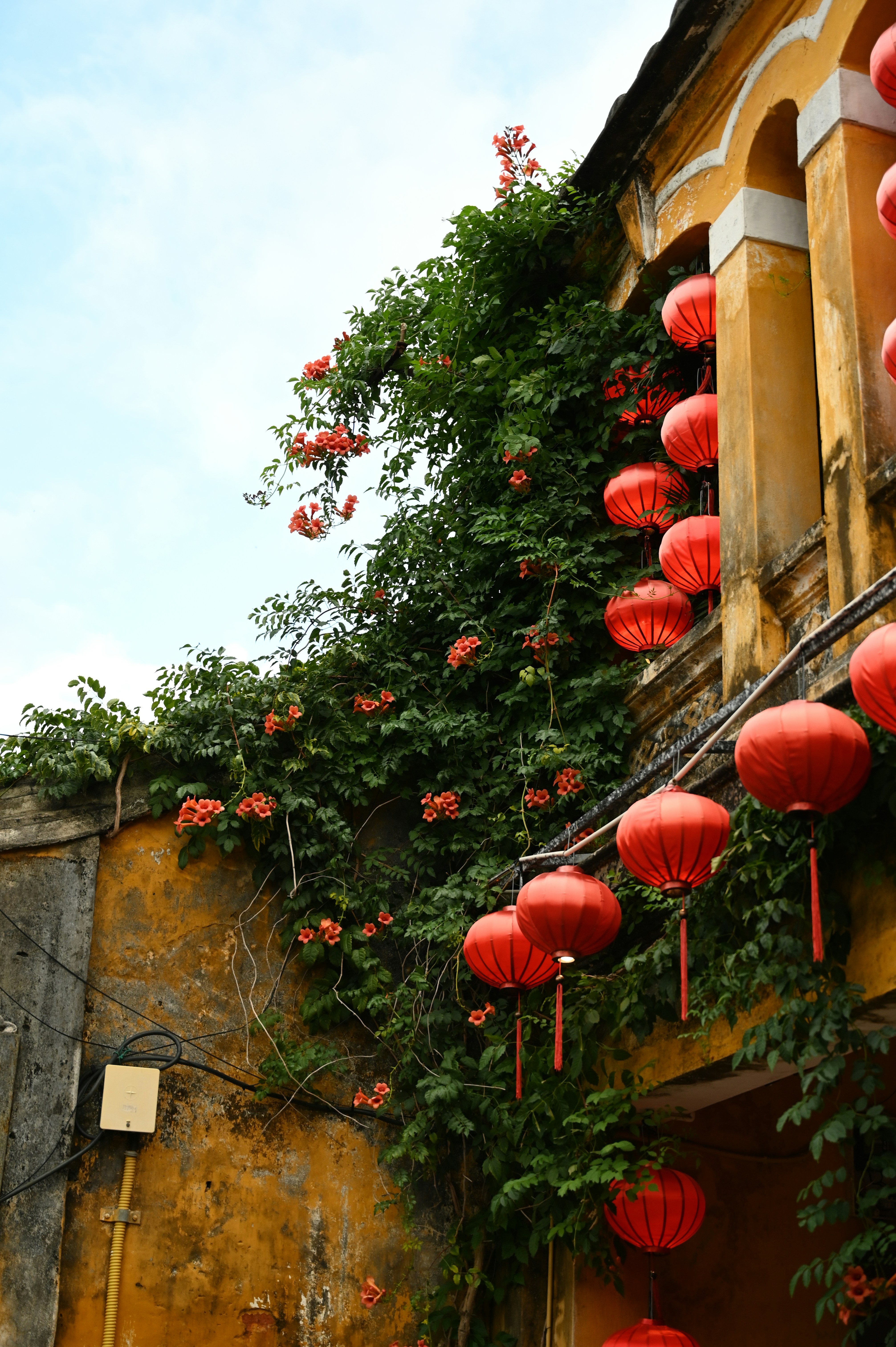Crimson lanterns cascade along sunlit vines clinging to a weathered courtyard wall