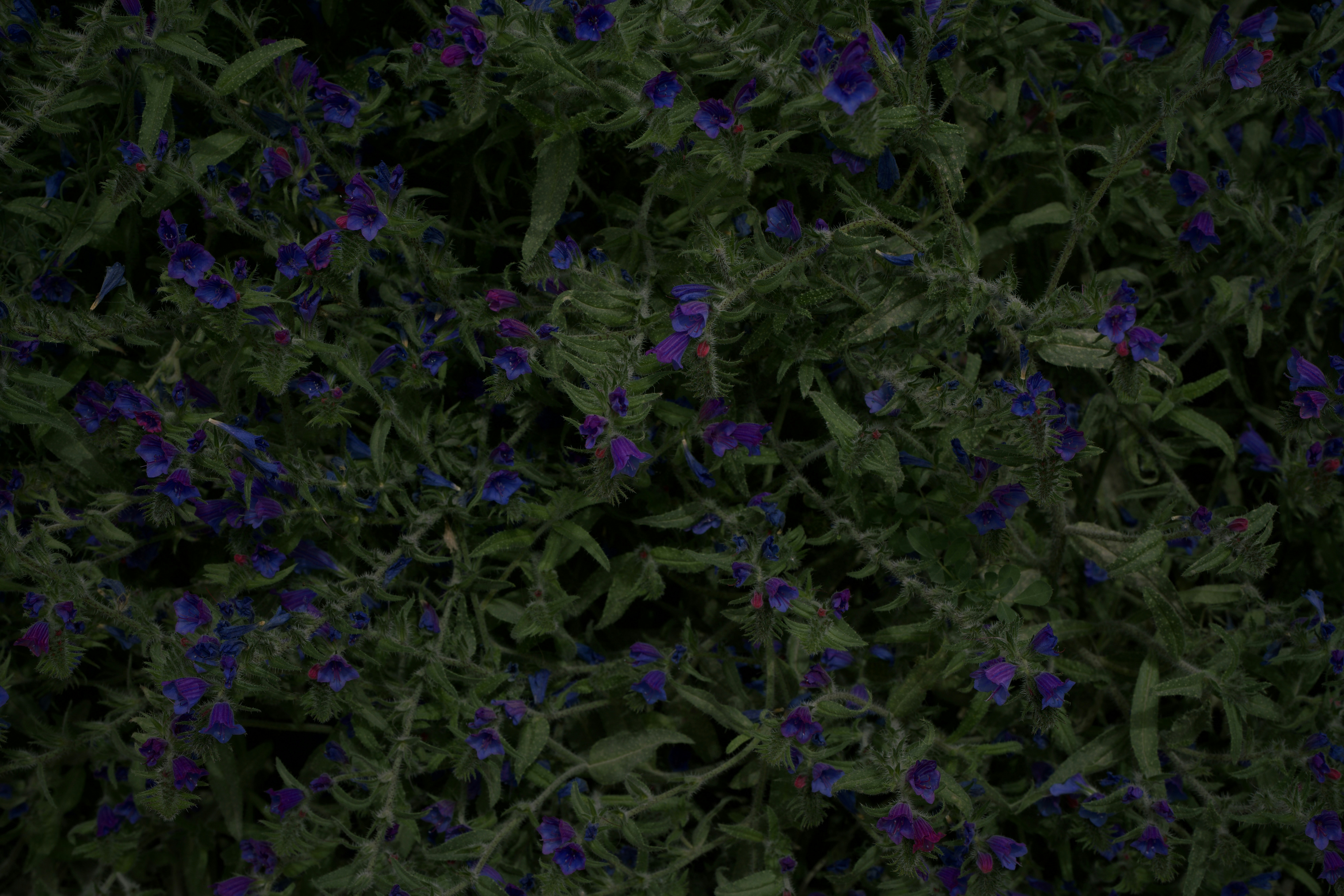 Midnight Indigo: Dense Purple Blooms in Deep Green Foliage