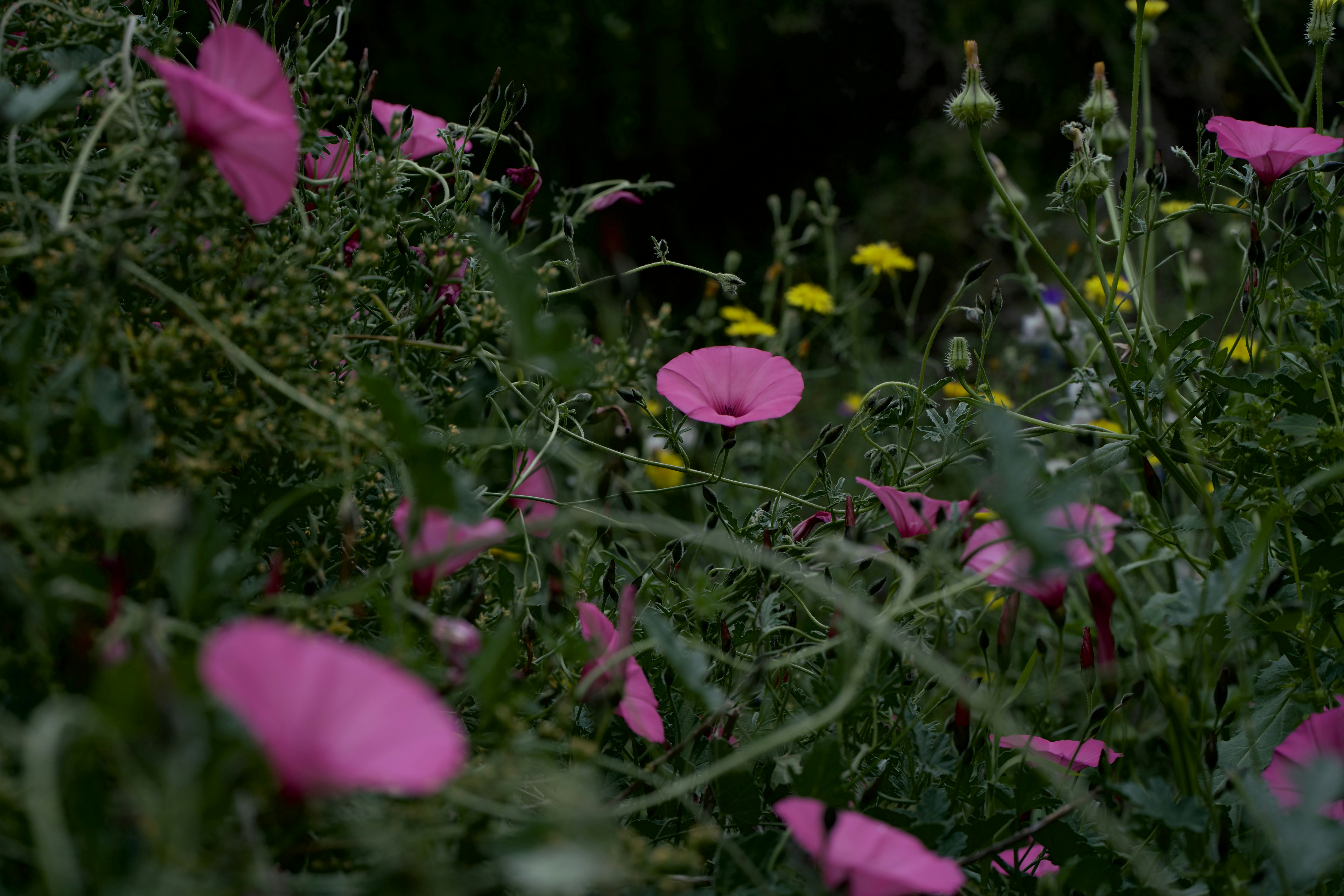 Vivid Pink Petals in a Wild Meadow Dance