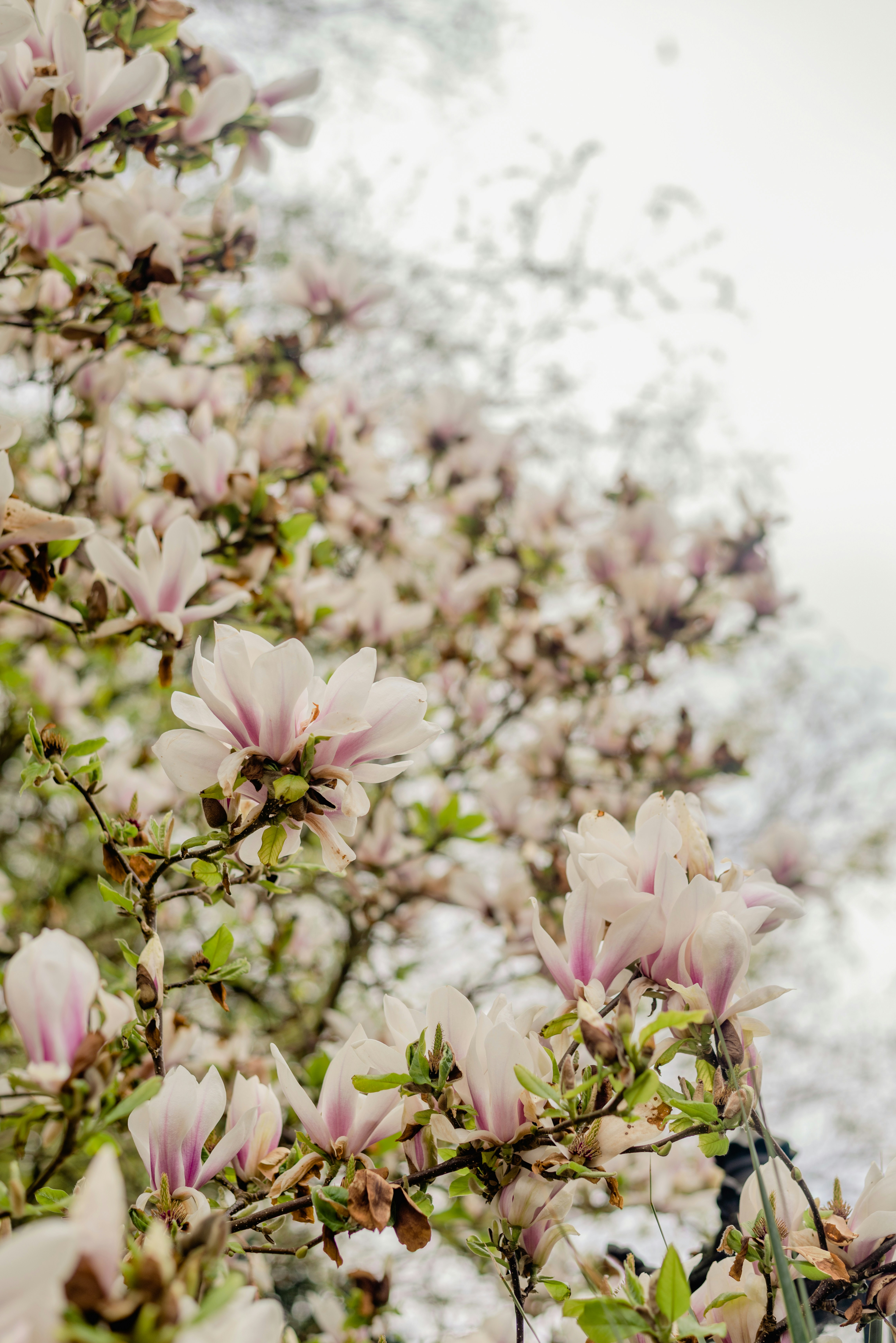 Blossoms Reaching for Spring Light