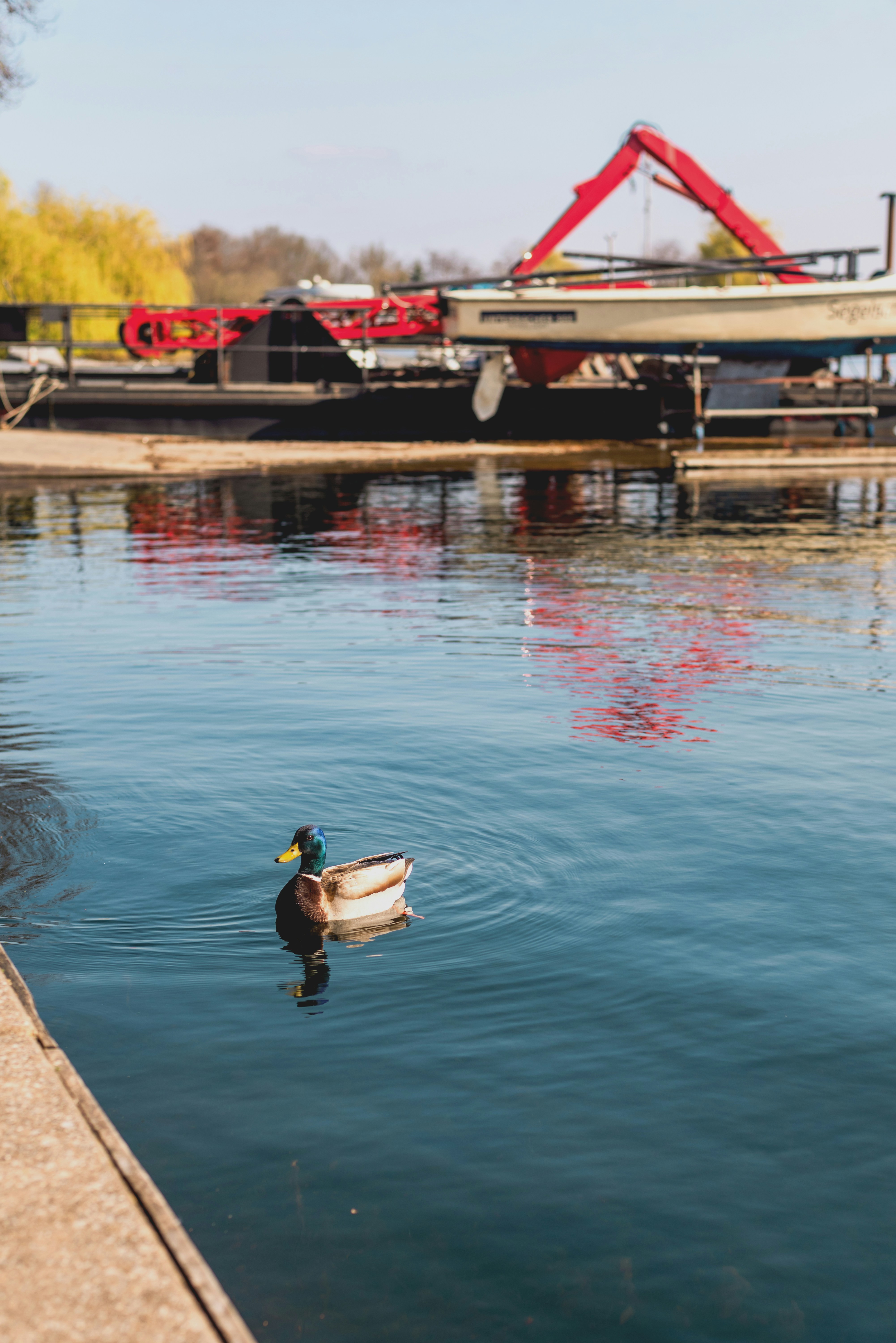 Lone Mallard Amid Quiet Water by a Harbor Crane