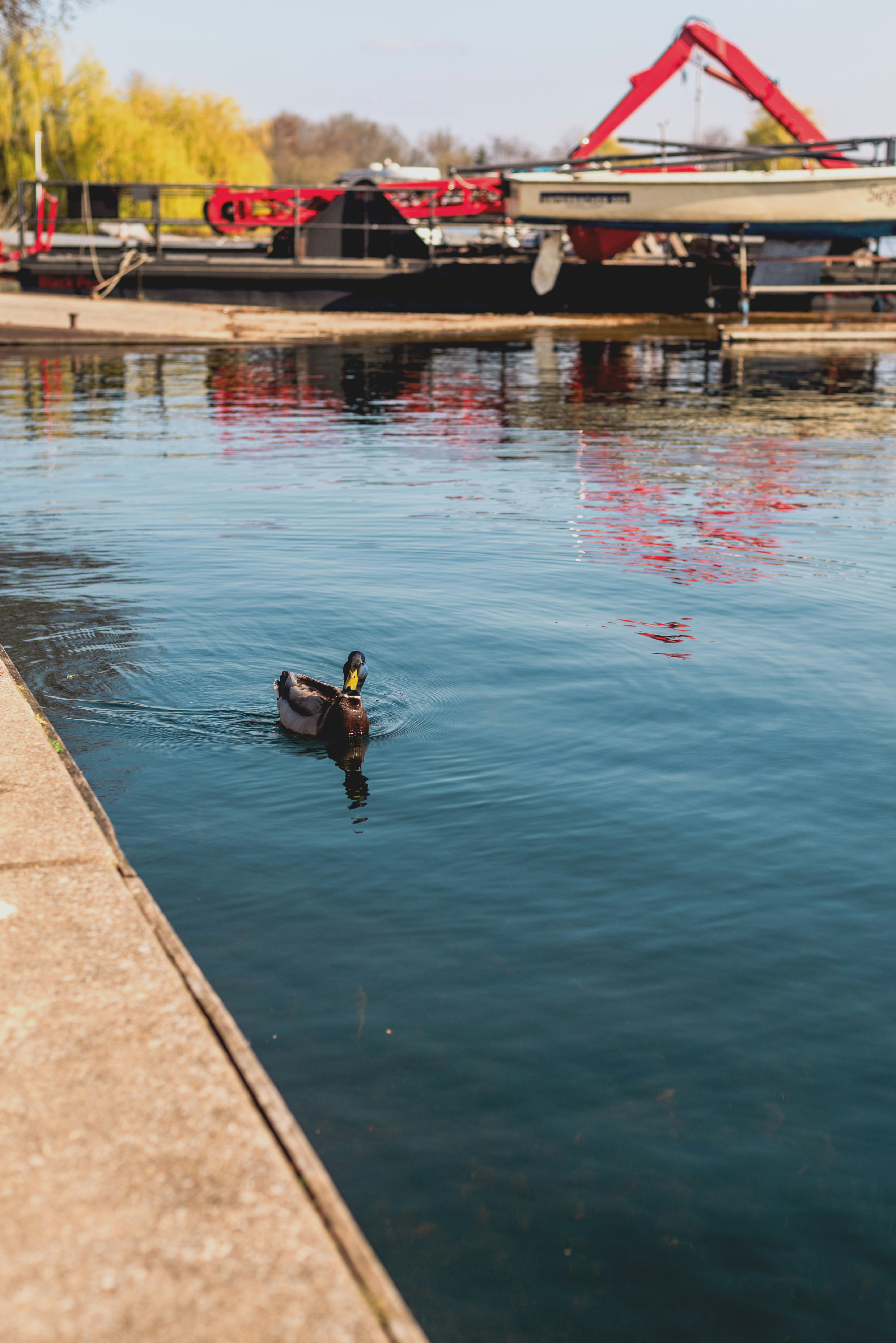 Duck on the Calm Water by the Dockside
