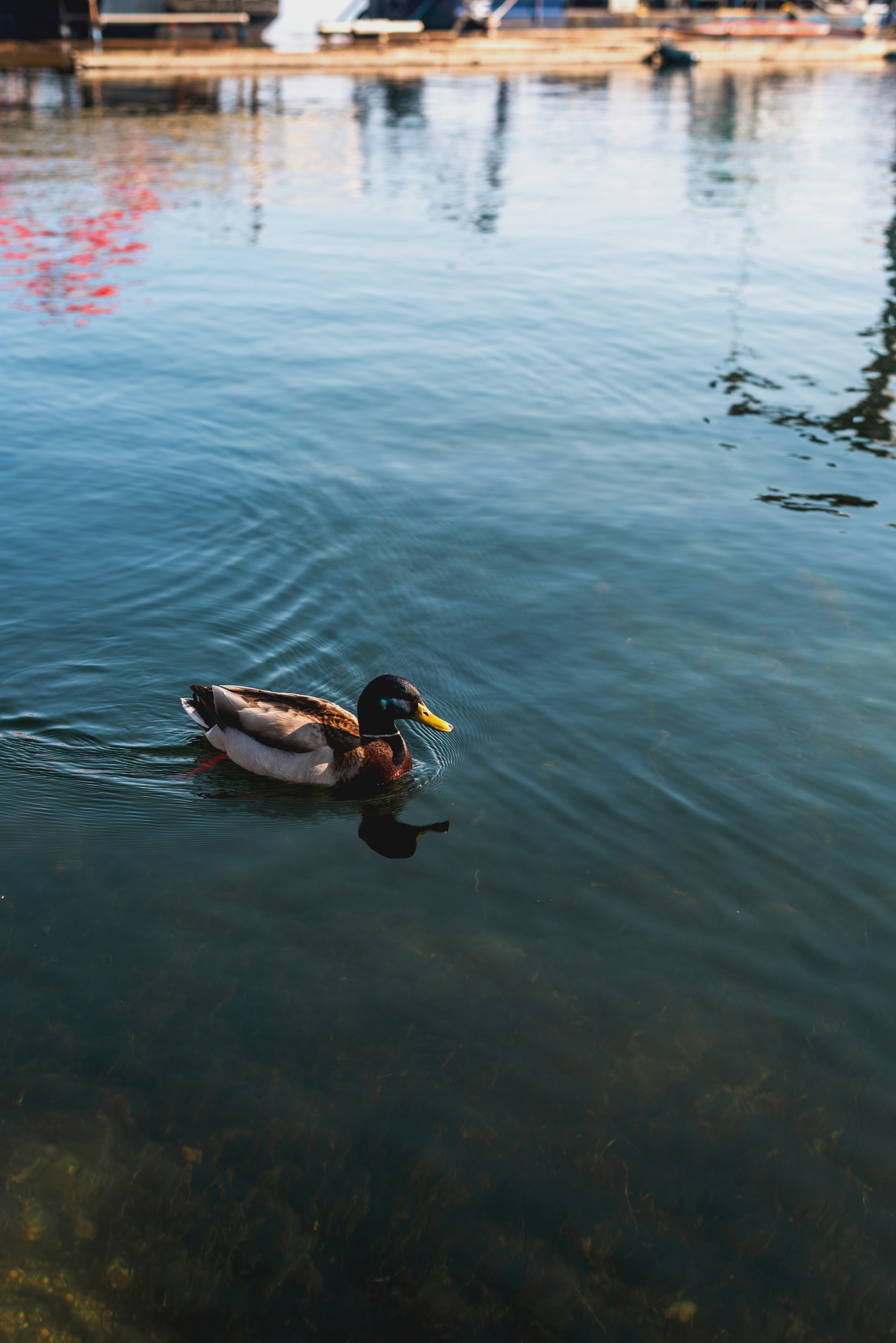 Gliding calm: a harbor duck with a golden bill leaves gentle ripples