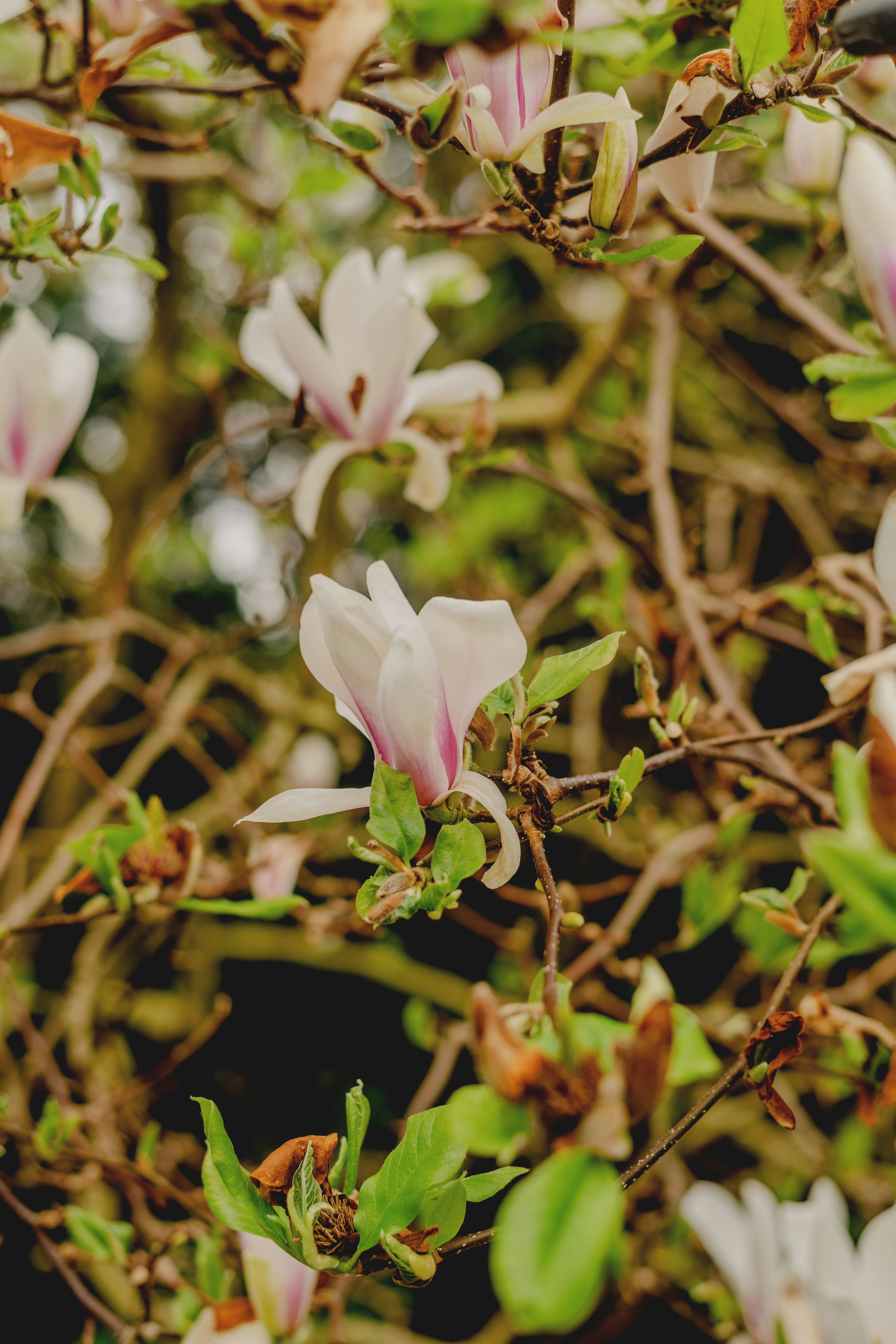Petal Spotlight: Magnolia Buds Framed Amid Tender Greens