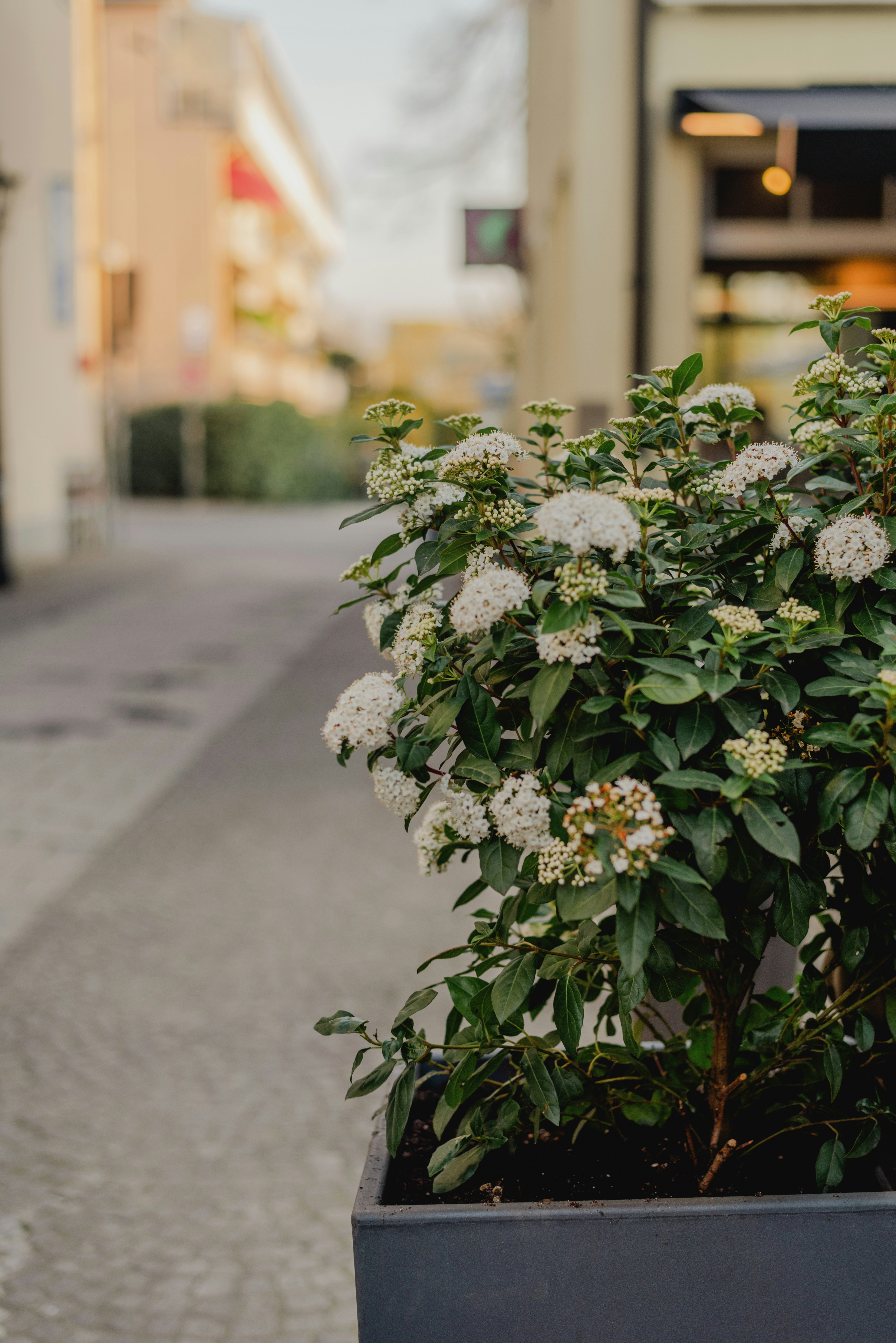 Urban Hydrangea in a Planter: Quiet Street Corner