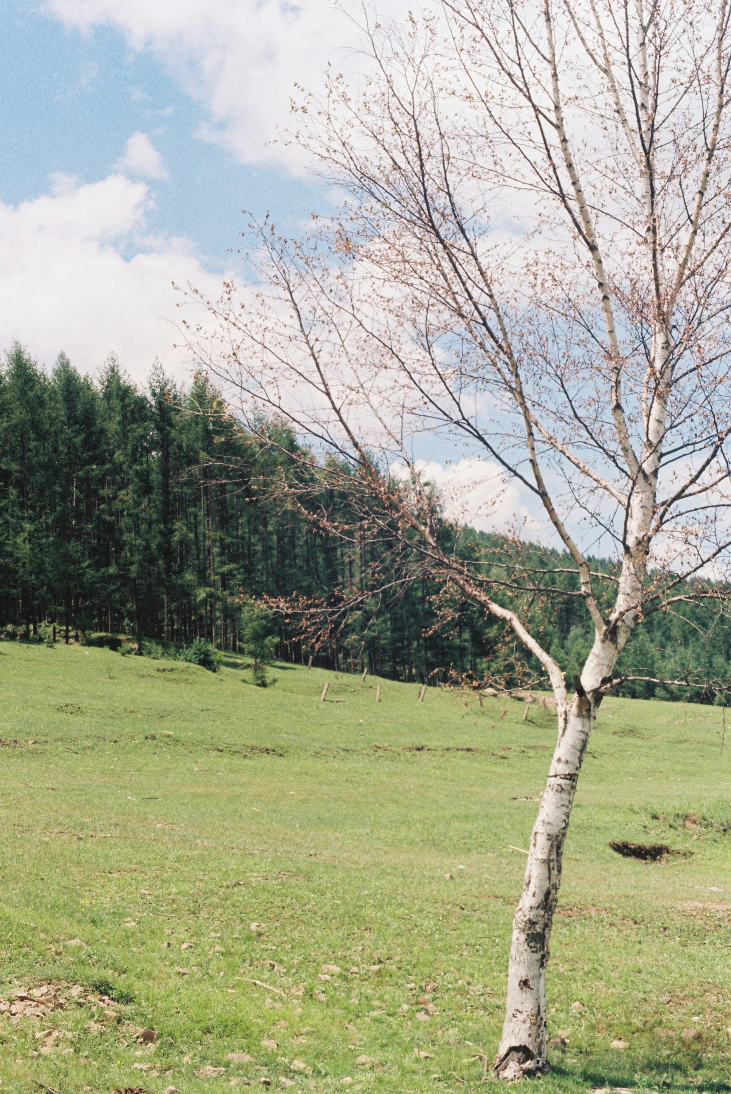 Tree Sentinel: The Lone Birch with a Backdrop of Pines and Open Field