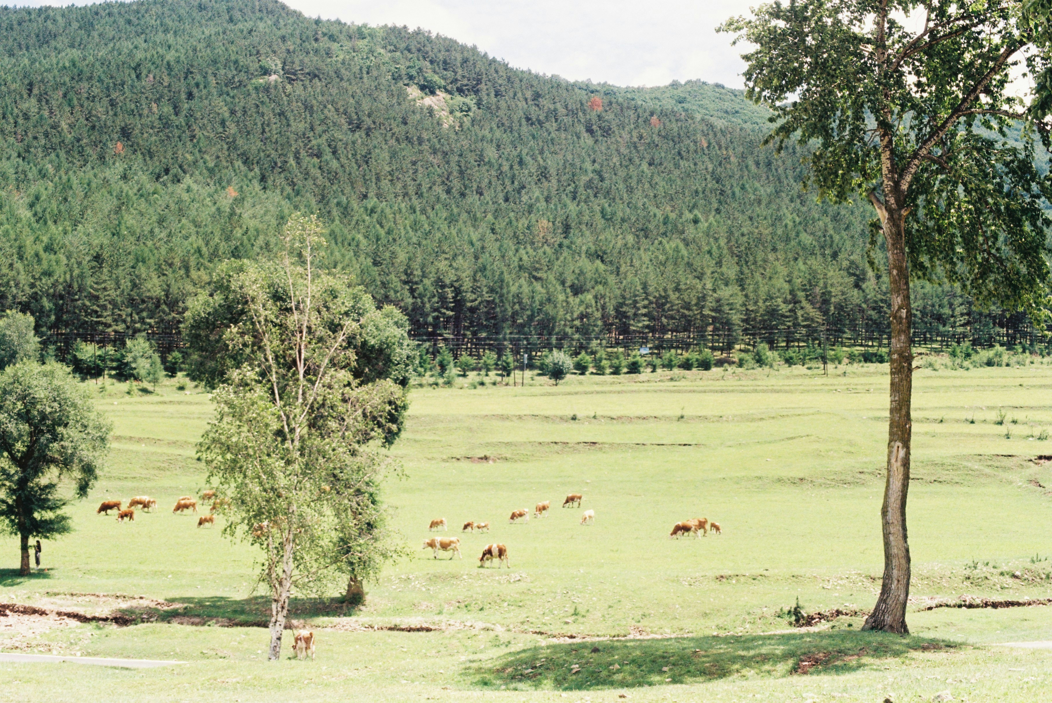 Pasture Wake: Horses on a Sunlit Plain Beneath a Pine-Laced Ridge