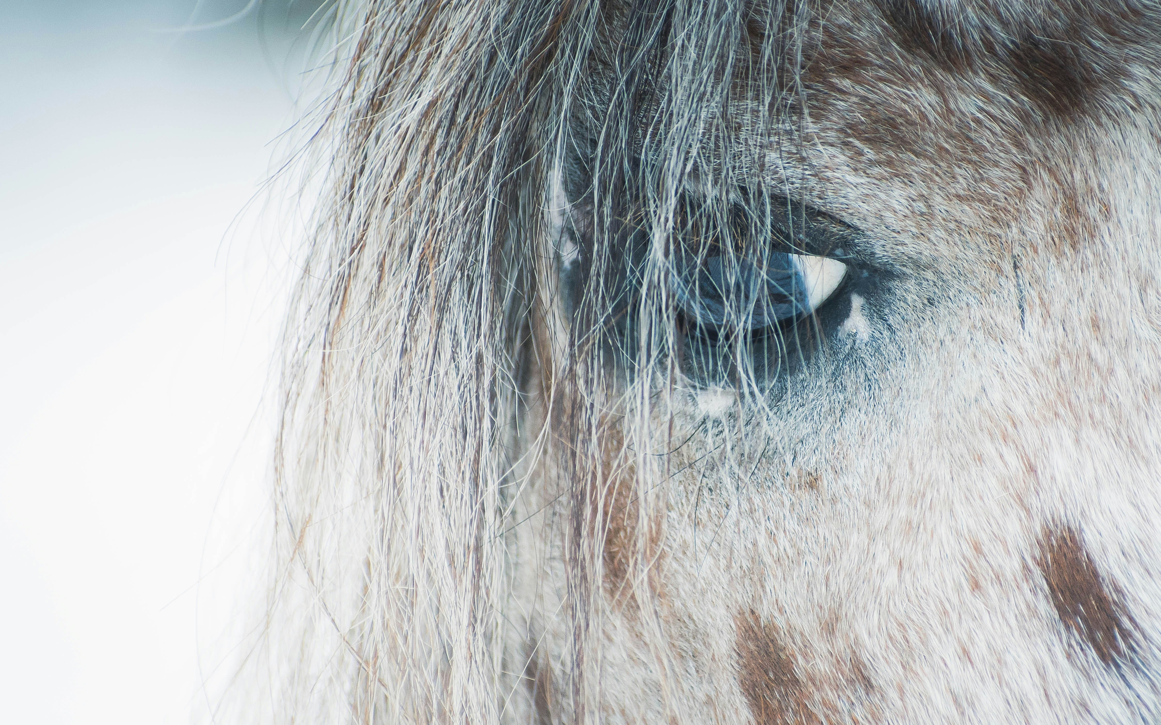 Whisper of Eyelash and Coat: Close-Up of a Horse's Eye