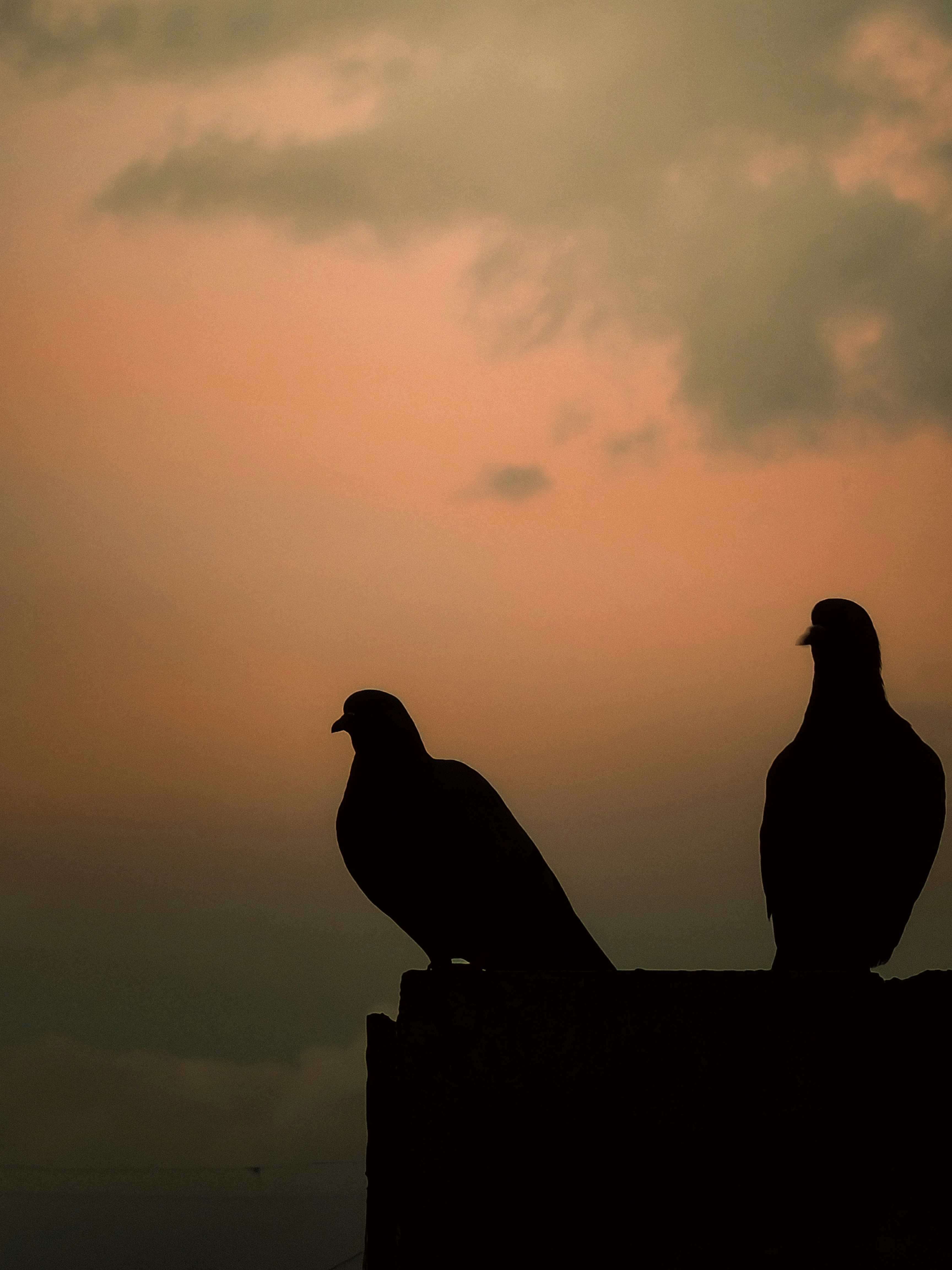 Dusk Silhouettes: Dual Pigeons Guarding the Rooftop Edge