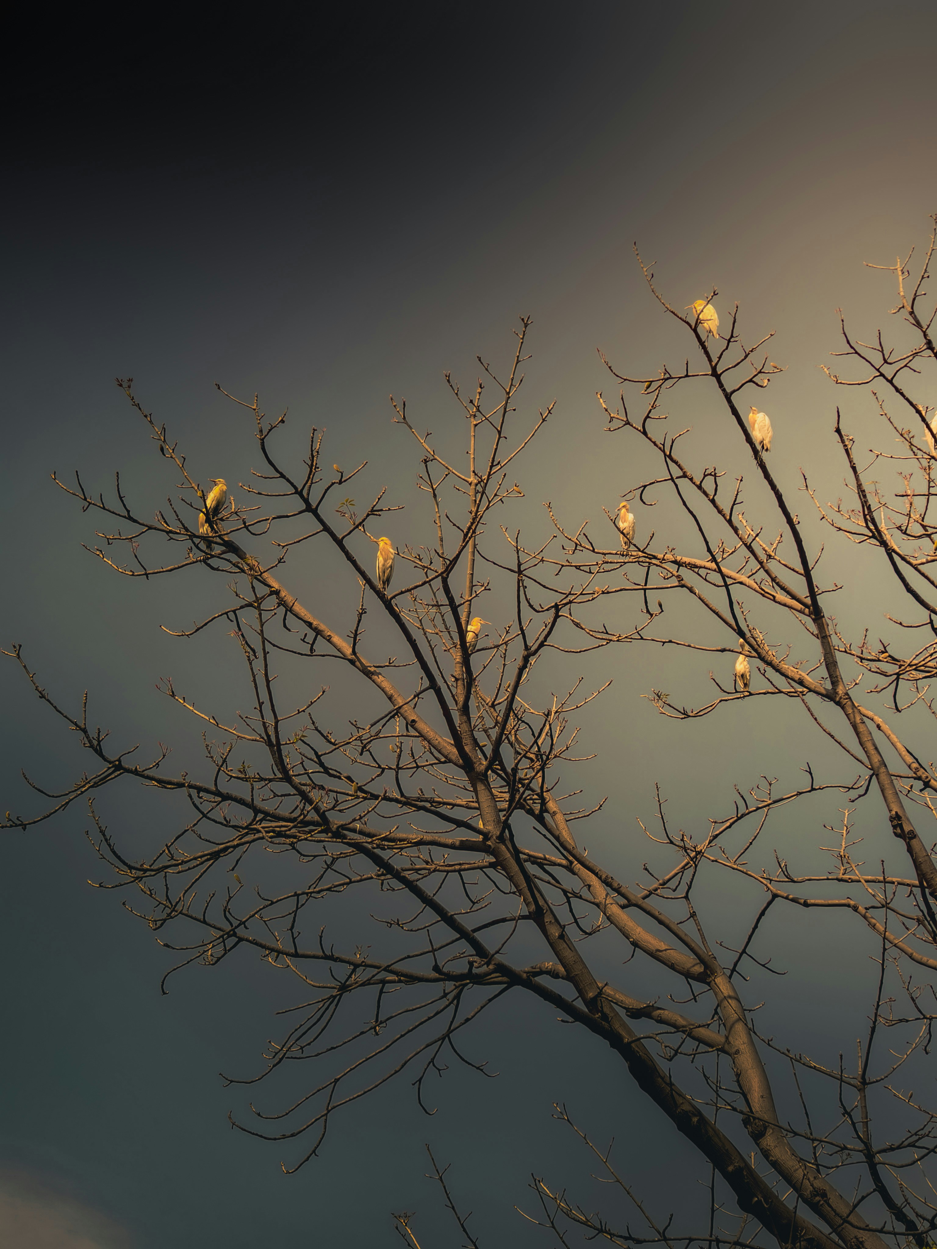 Bare Winter Branches Reach Toward the Last Light