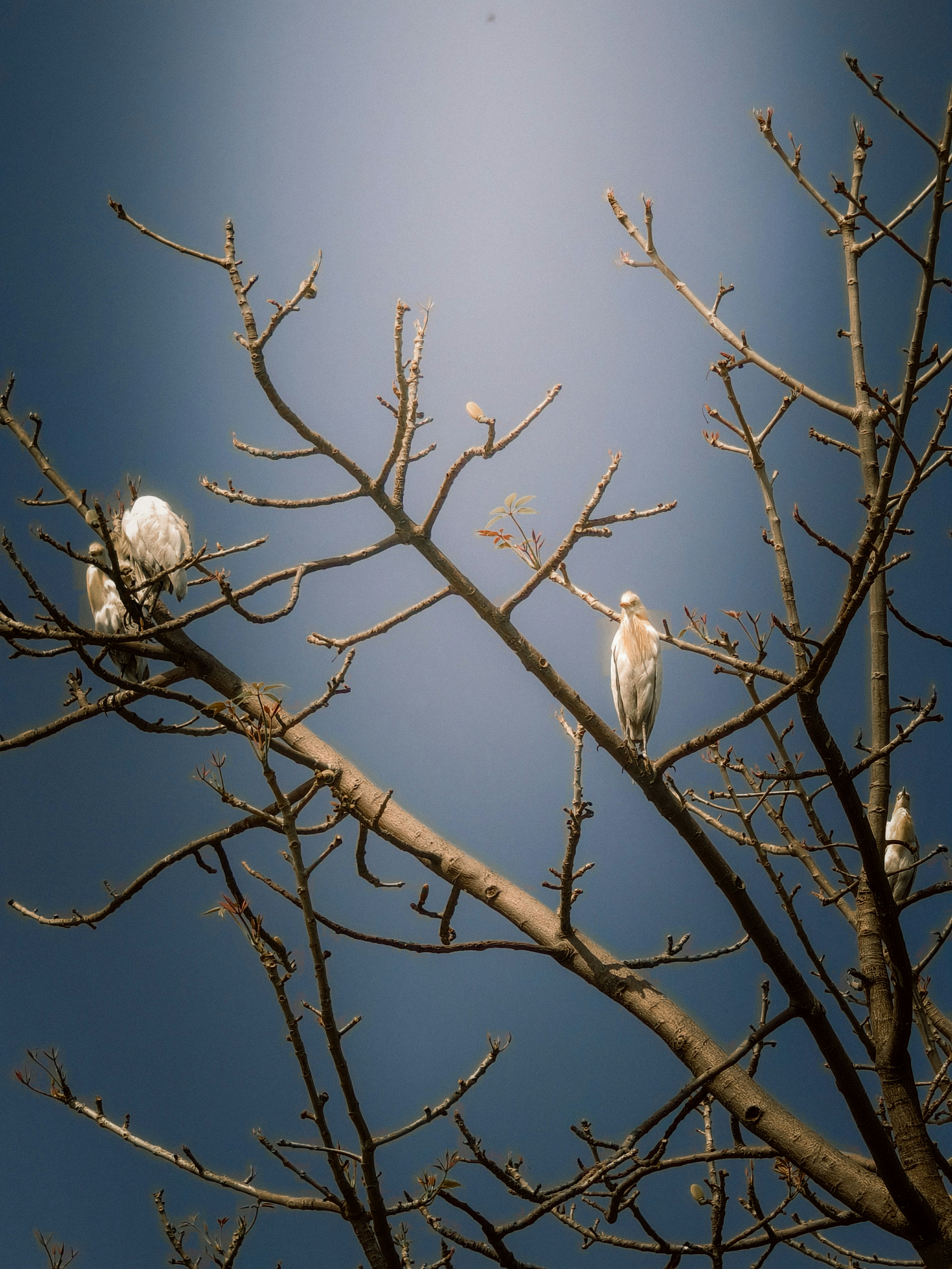 Bare Branches Reaching Toward a Gentle Sky
