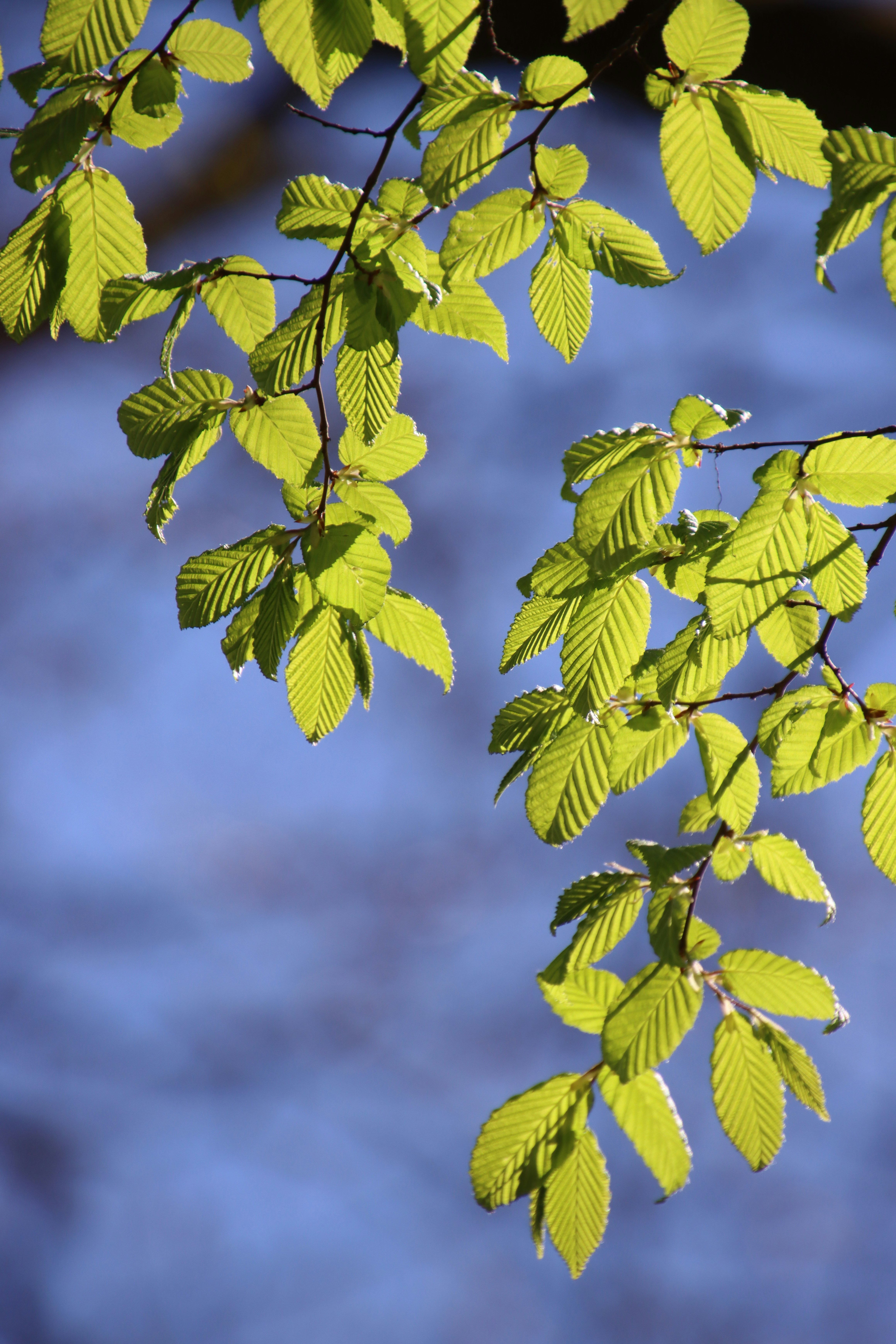Sunlit Veins: Fresh Green Leaves Against a Sky of Blue