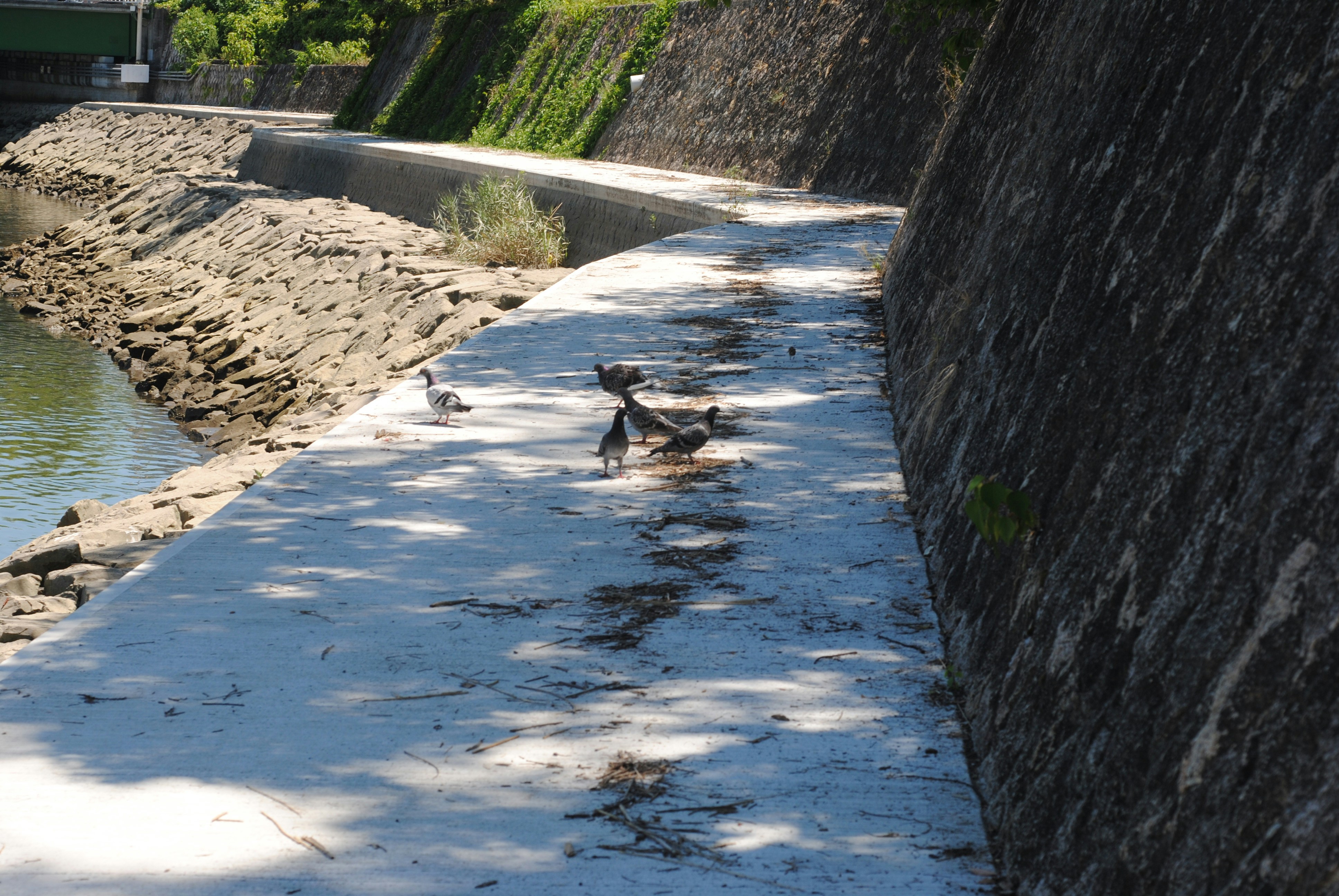 Ducks Pause on a Sunlit Riverside Path