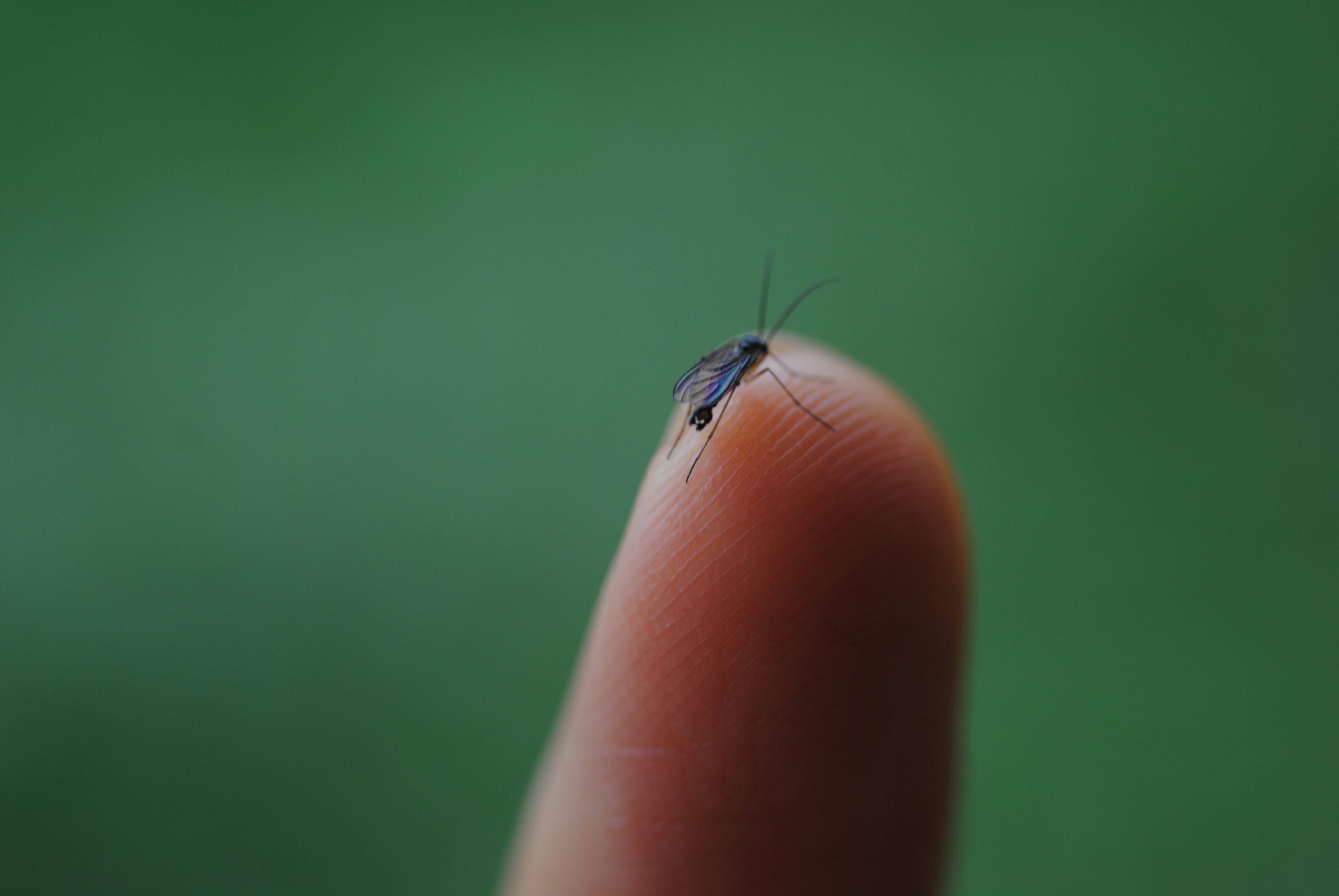 A Tiny Visitor on a Gentle Finger: Macro Moment on Green Velvet