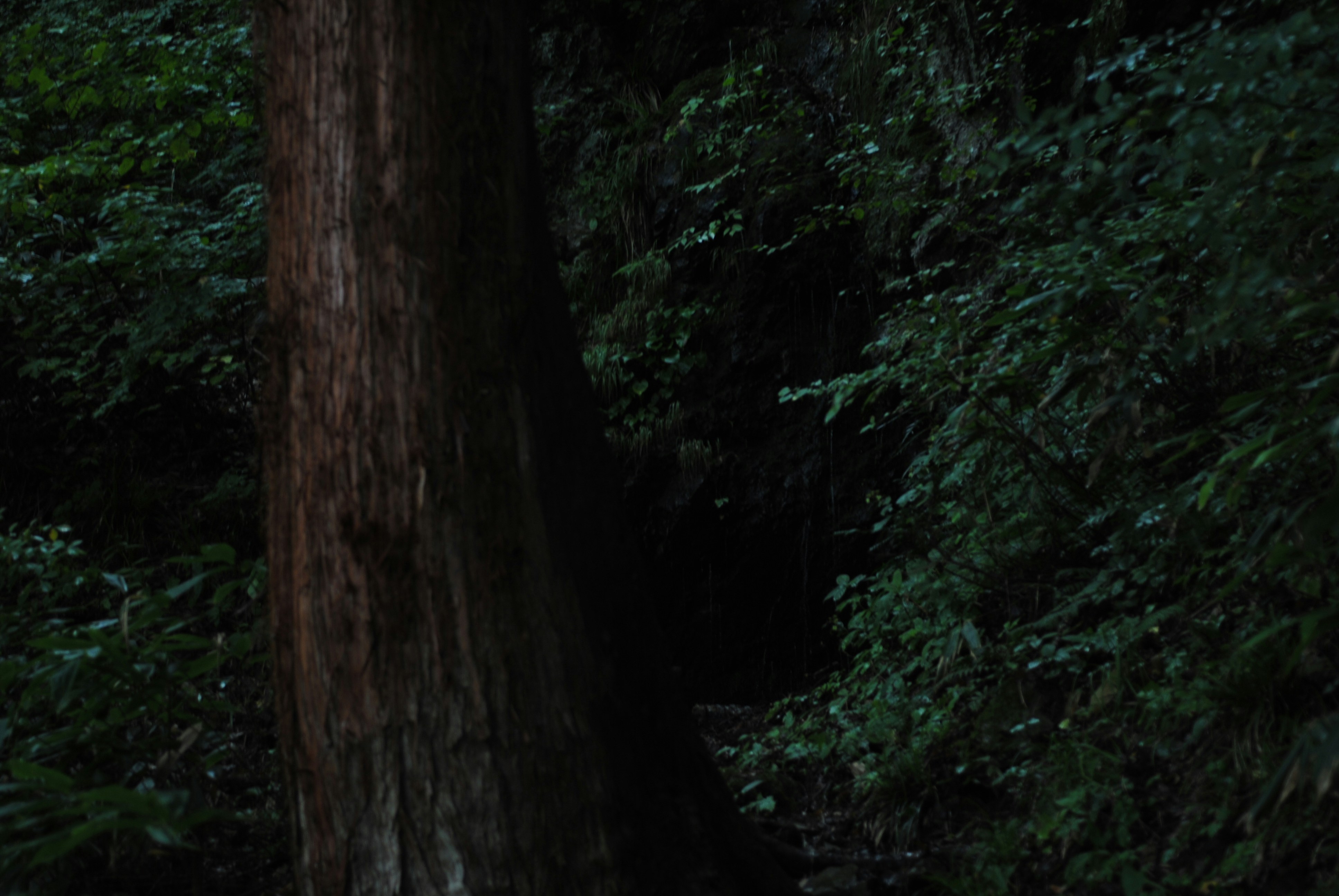 Shadowed Trunk at the Edge of the Night Forest