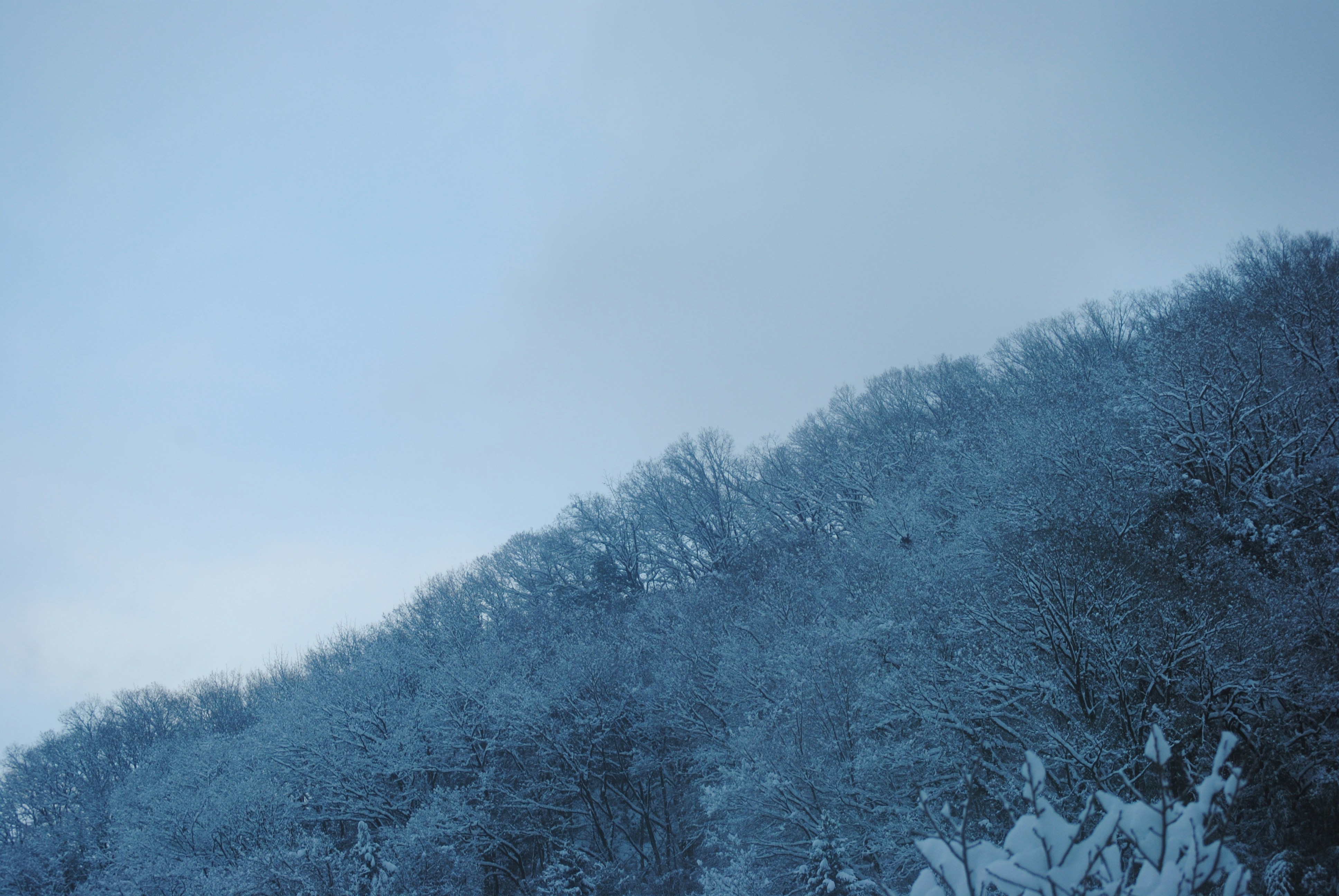 Snow-covered trees on a hill under a cloudy sky photo – Free Forest ...