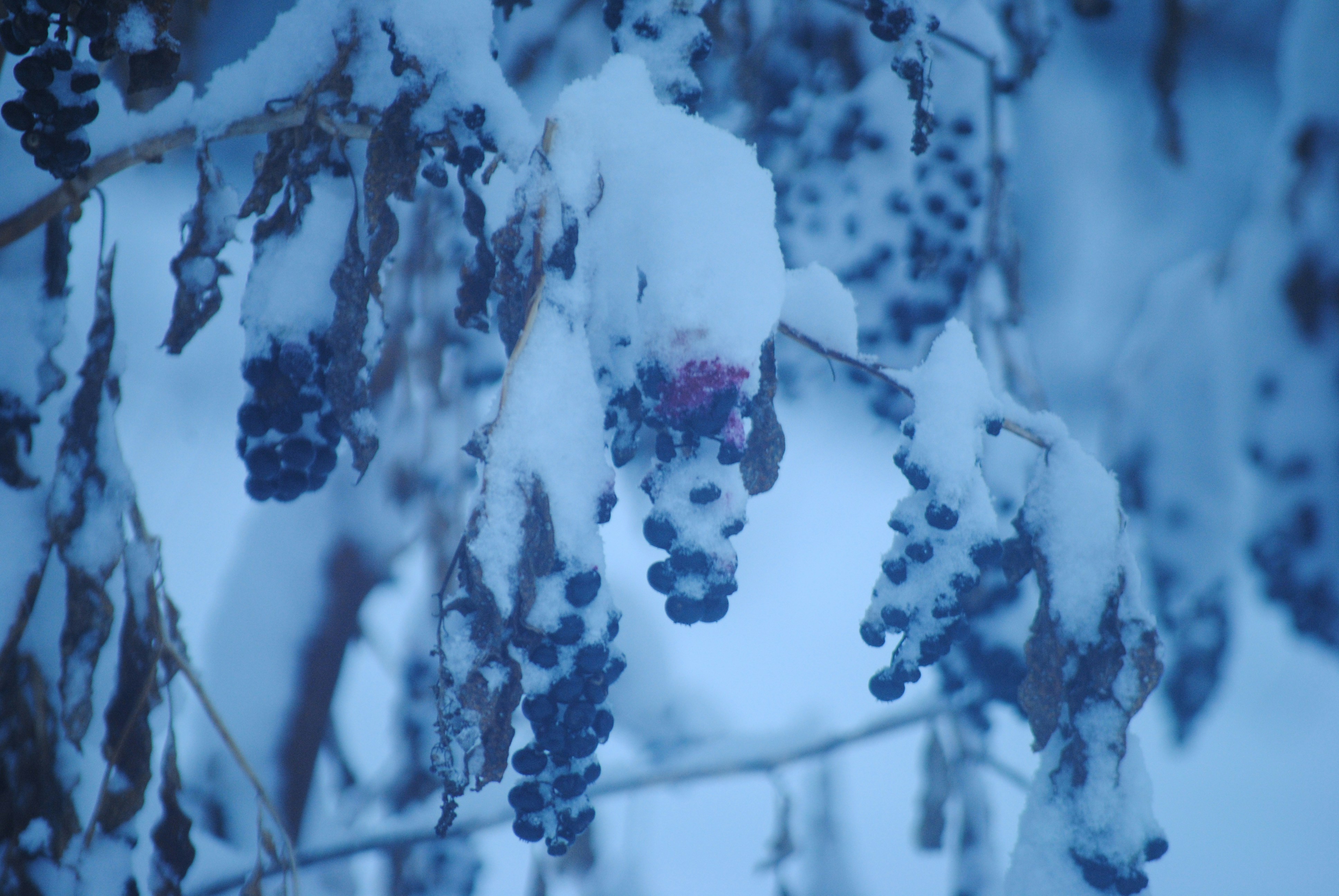 Snow-laden grape clusters in a blue hush