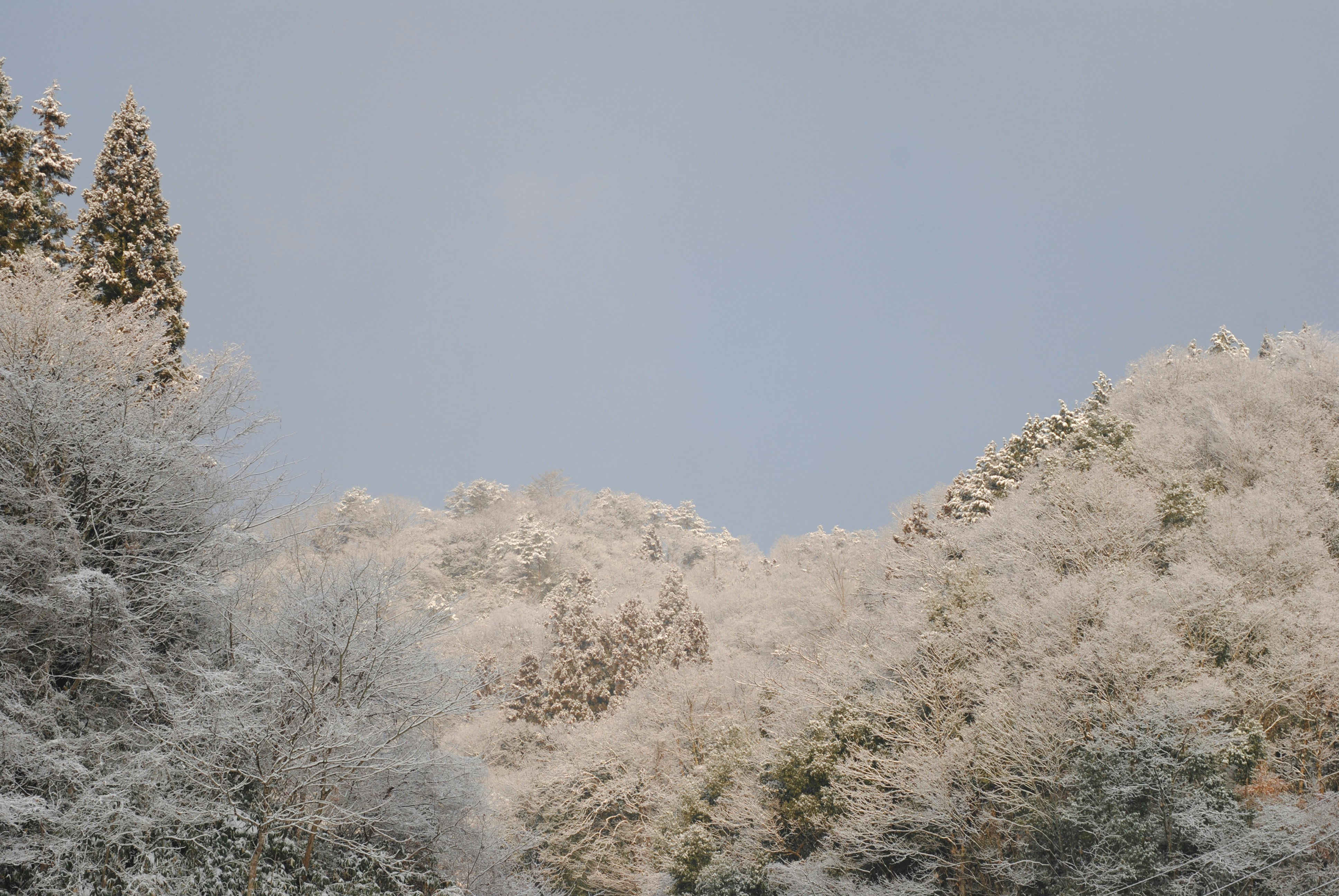 Snow-Kissed Ridge: A Quiet Winter Crest Above a Frosted Forest