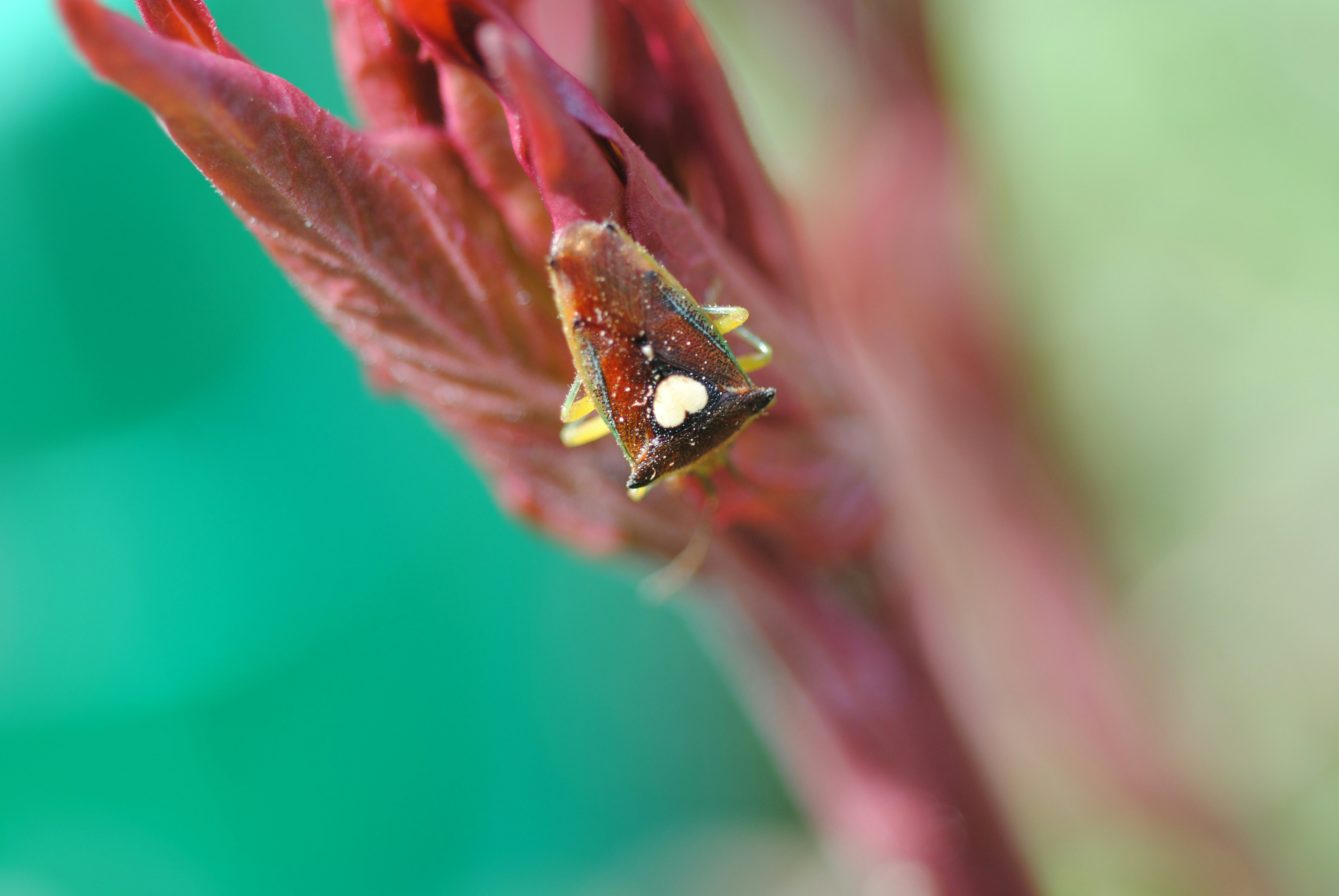 Tiny shield: a mossy corner of a leaf harnesses a tiny insect