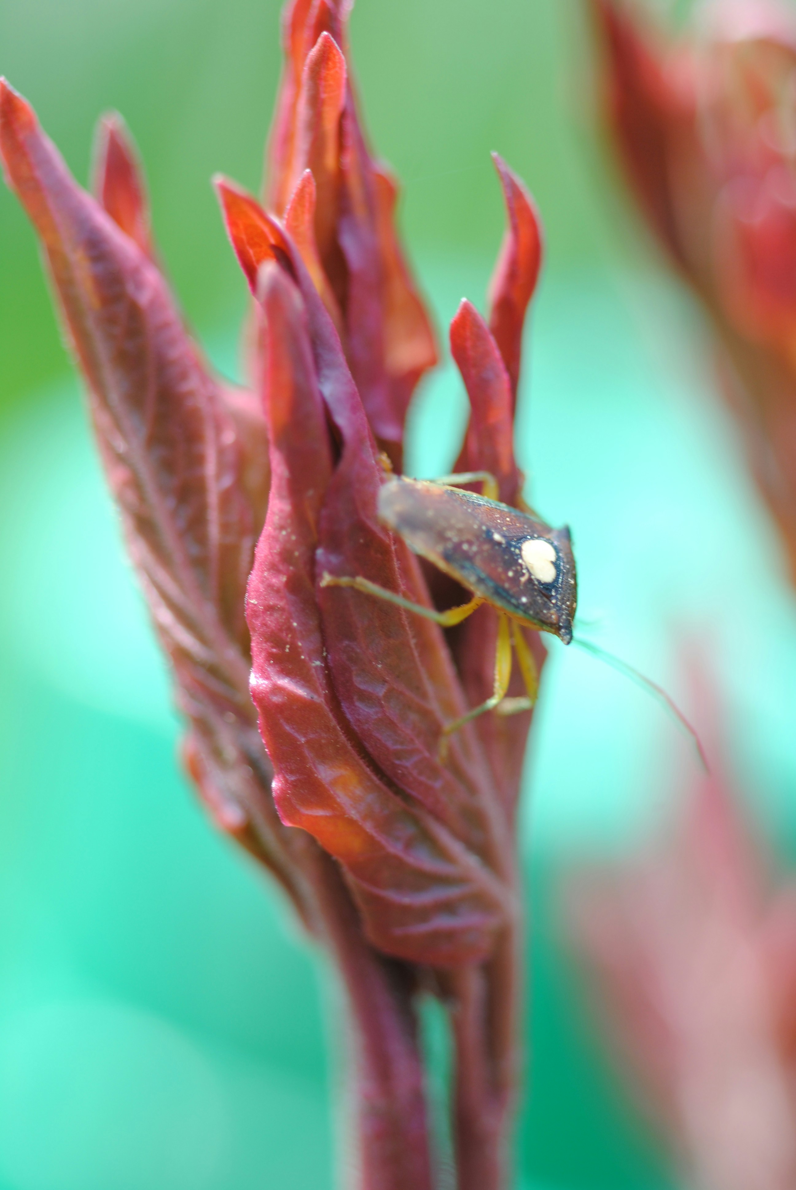Crimson Buds and a Subtle Wing: A Painted Insect on a Spring Shoot