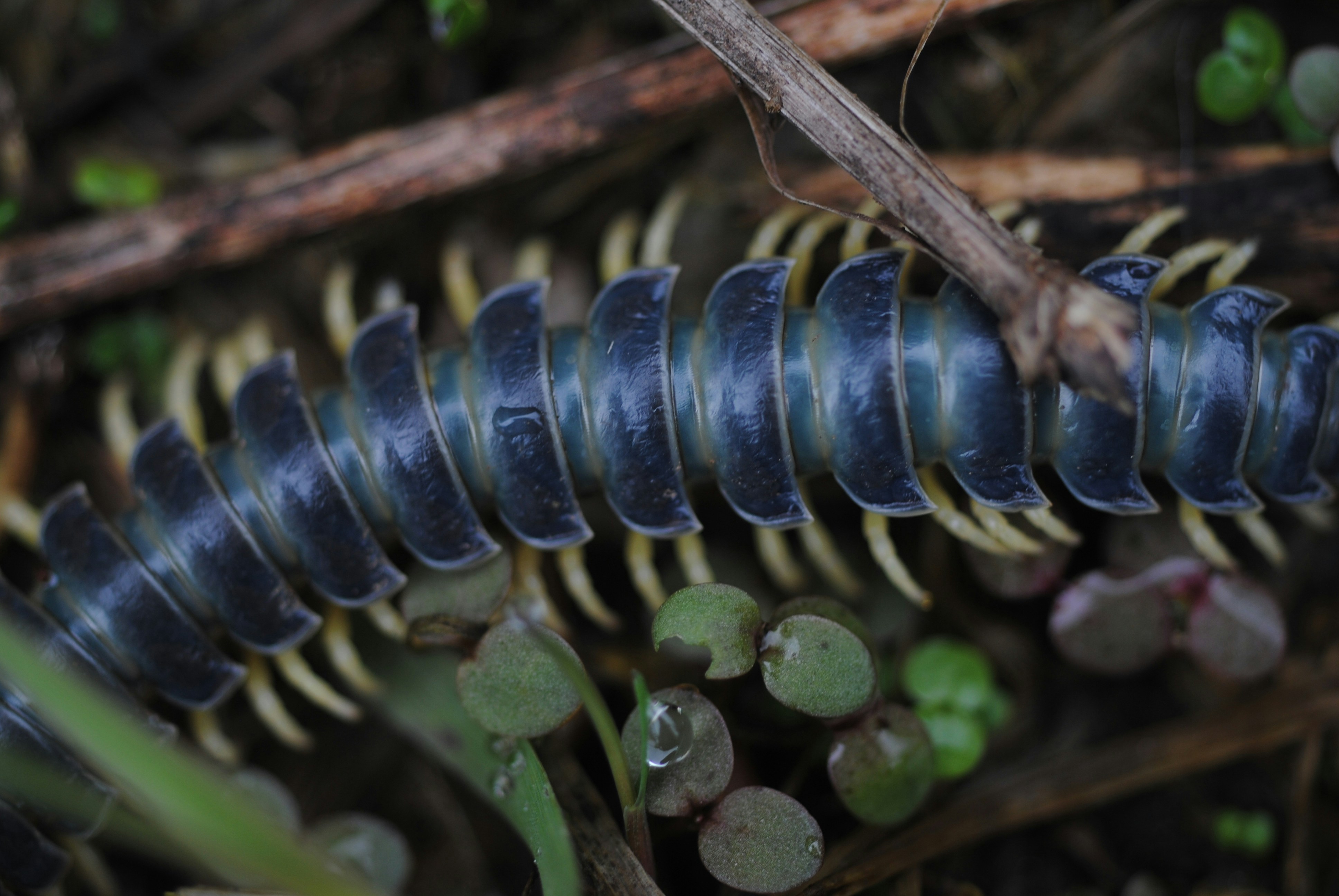 Spiral Blue: a close encounter with a fern and knobby sprouts