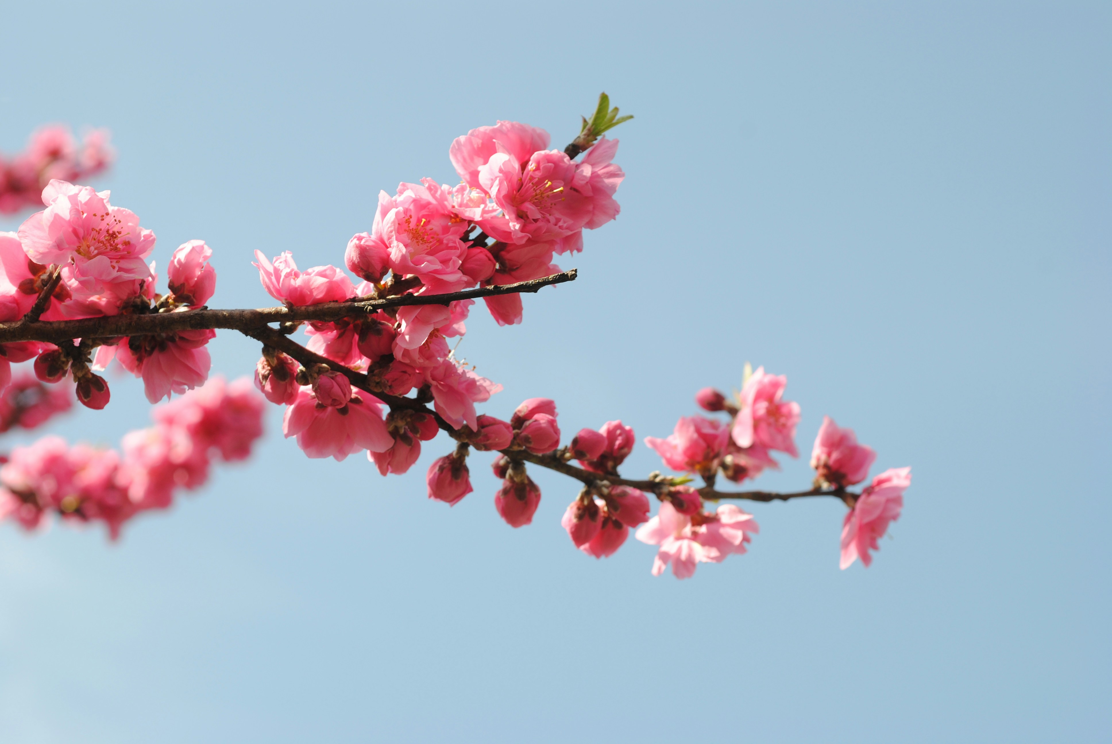Blossom Arc Against a Clear Sky