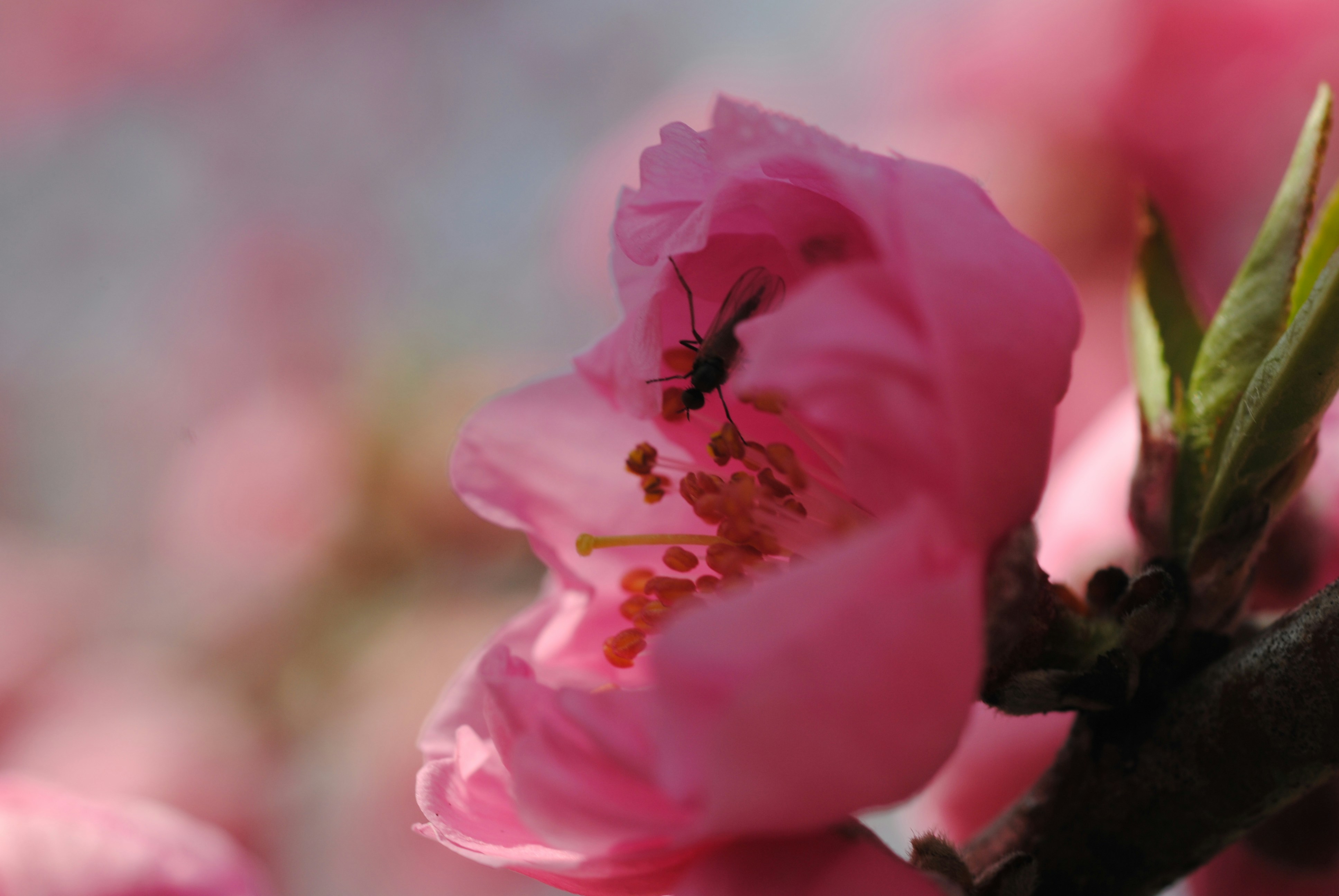 Close-up of a pink blossom with an ant on the inner petals