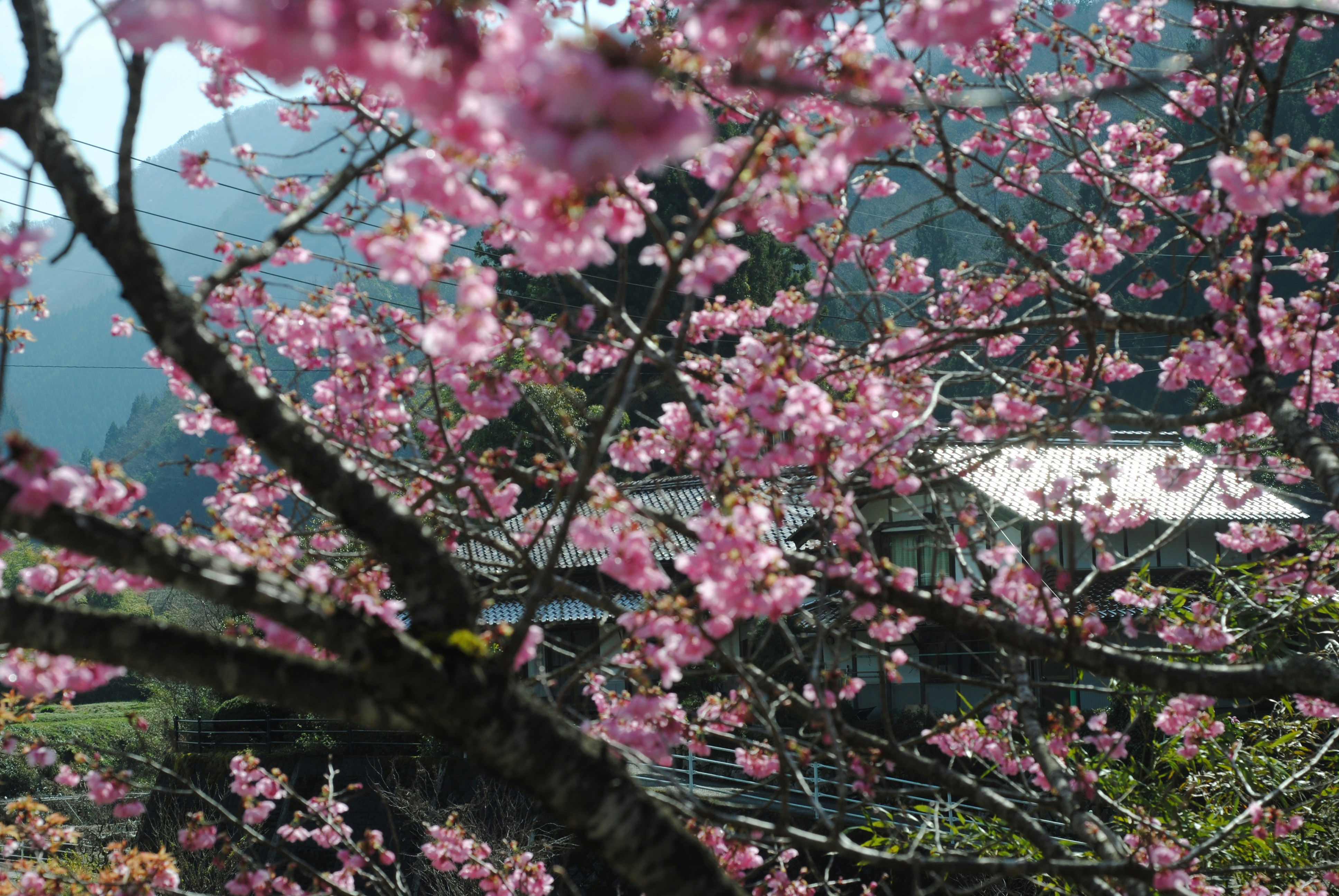 Blossoms in Focus: Pink Petals Framing a Quiet Roofscape