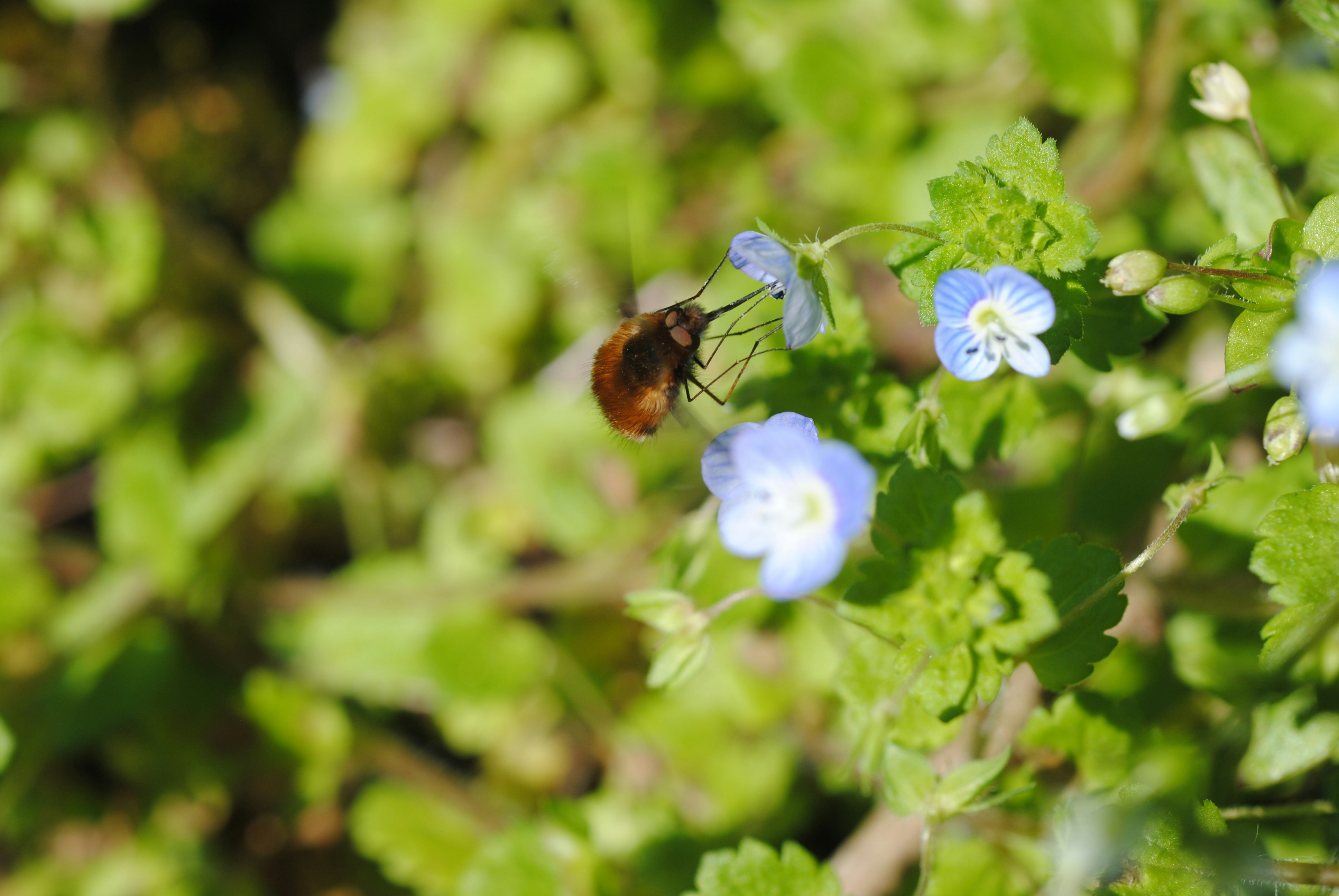 Hummingbird Hawk Moth in a Spring Blue Bloom