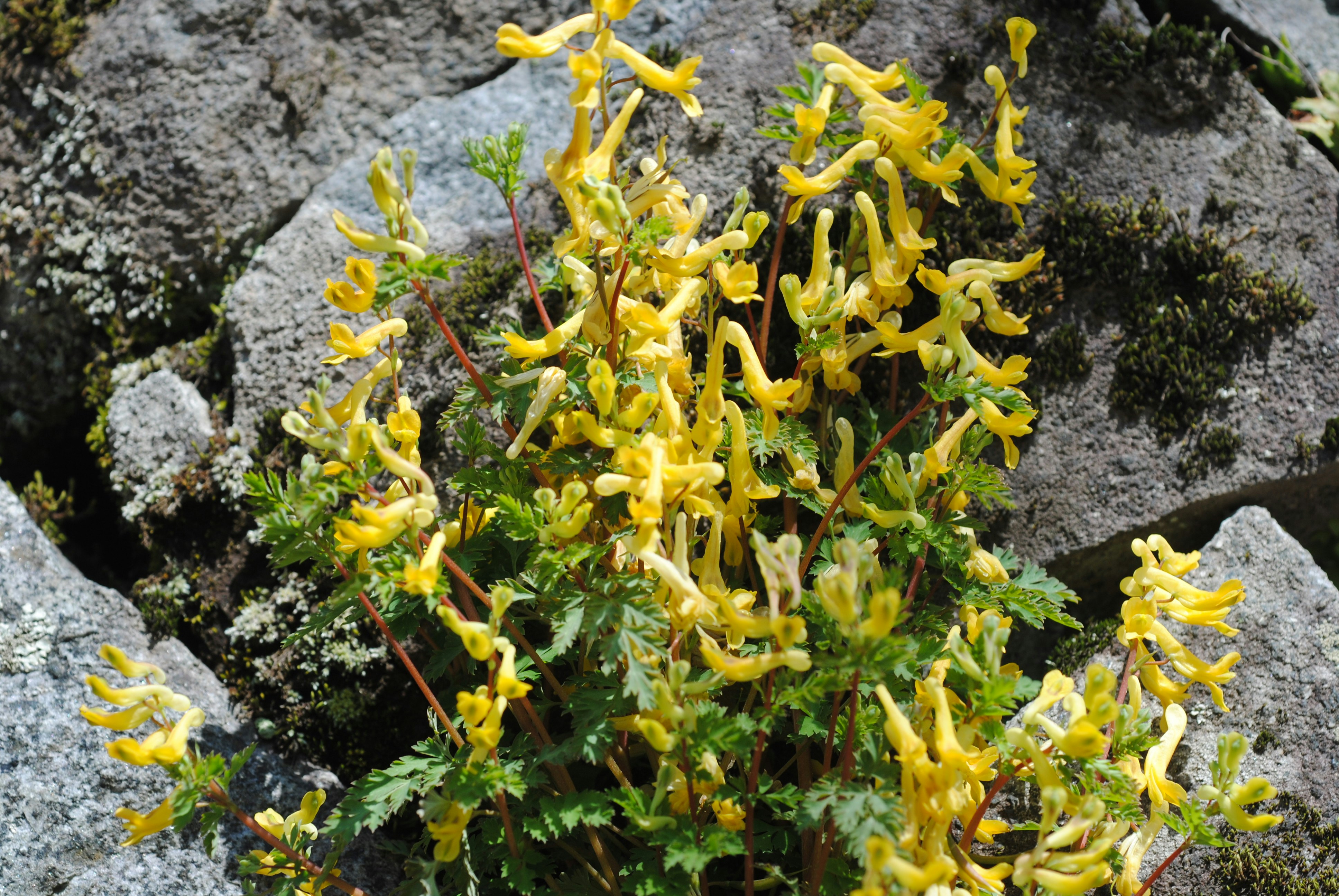 Yellow blooms Surge Through Craggy Ledge