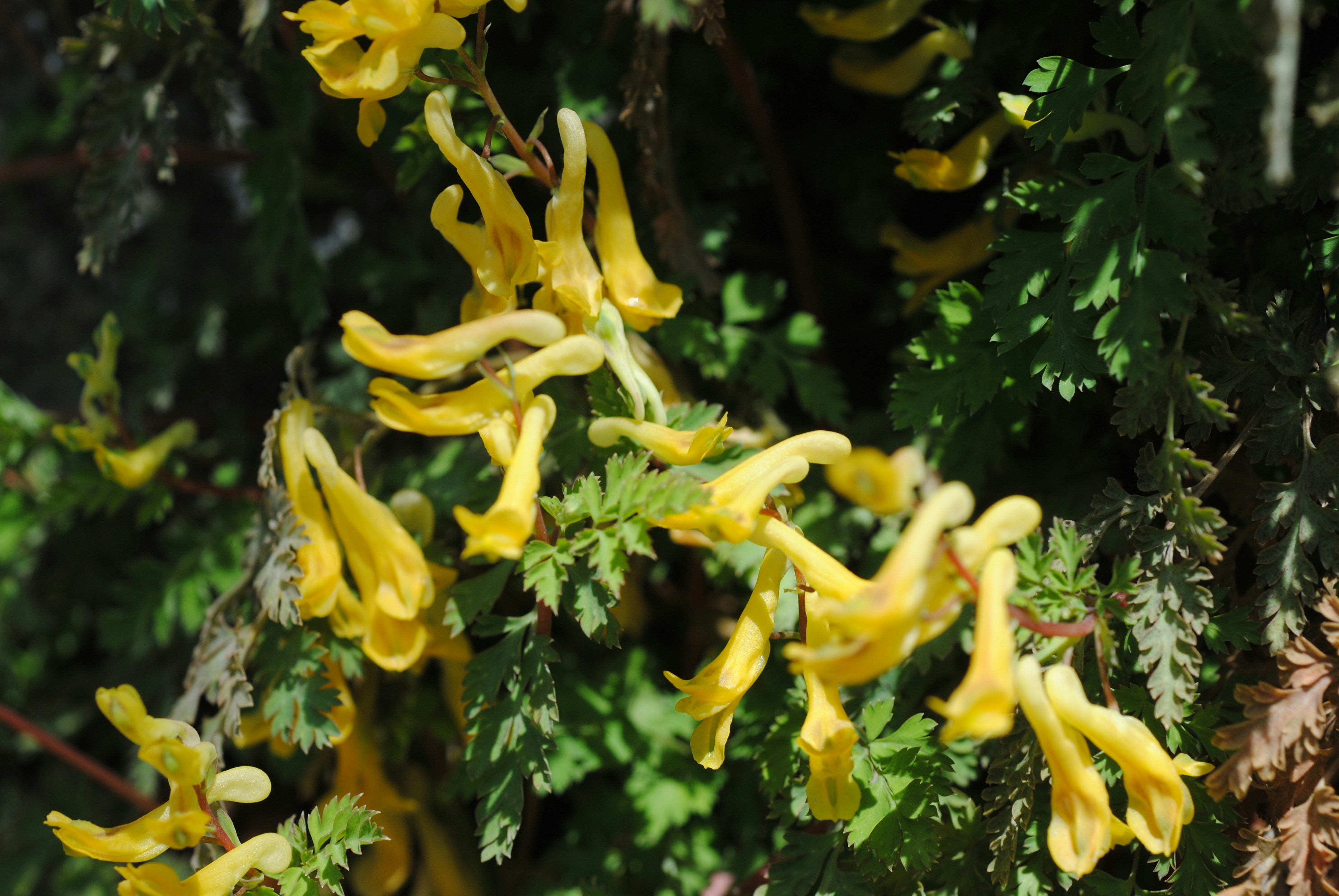 Golden-yellow climbers amid ferny greens