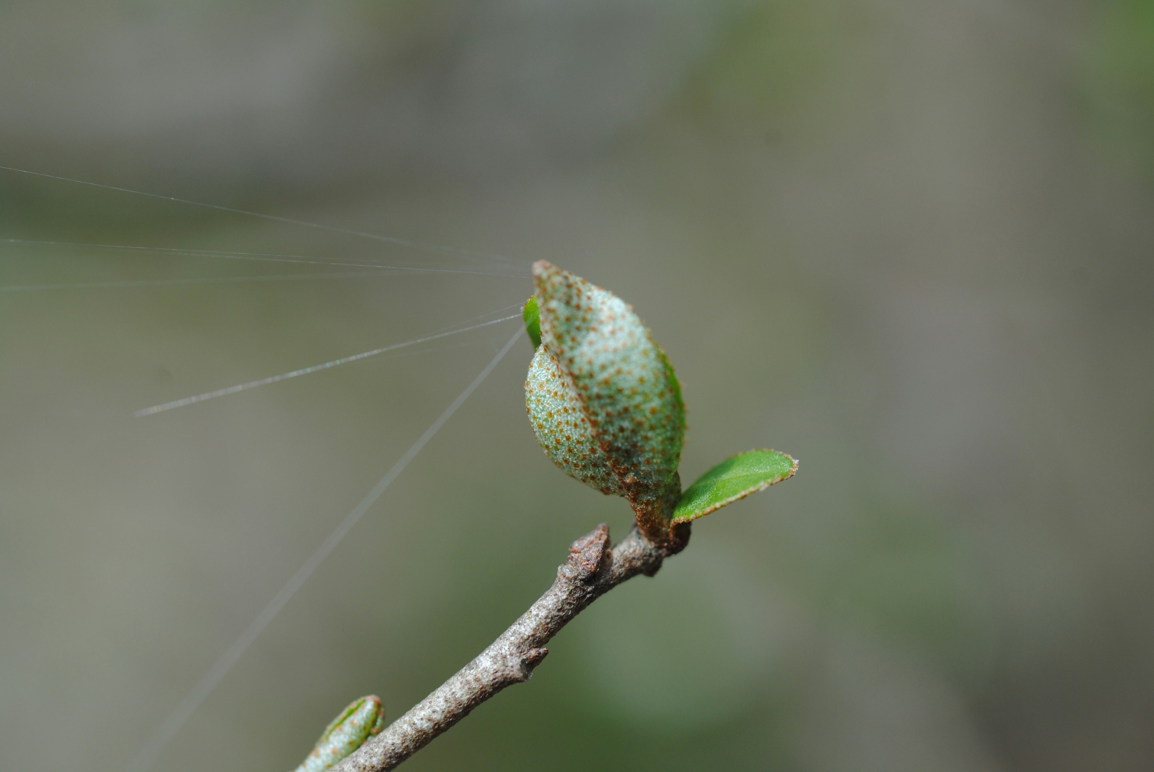 Tiny Green Bud on a Fragile Branch Necklace