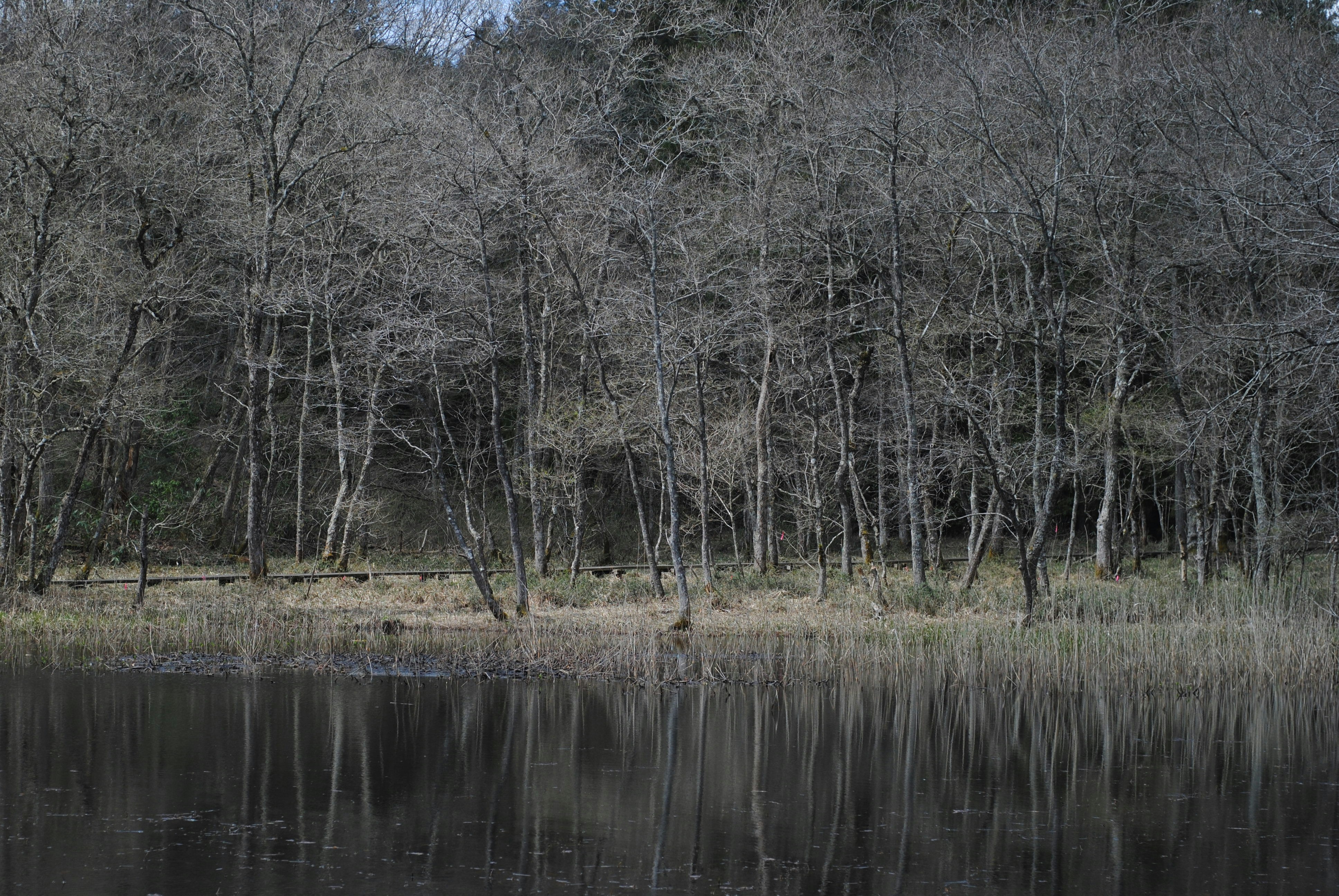 Quiet Shoreline Echoes: Trees Refuge Across a Calm Lake