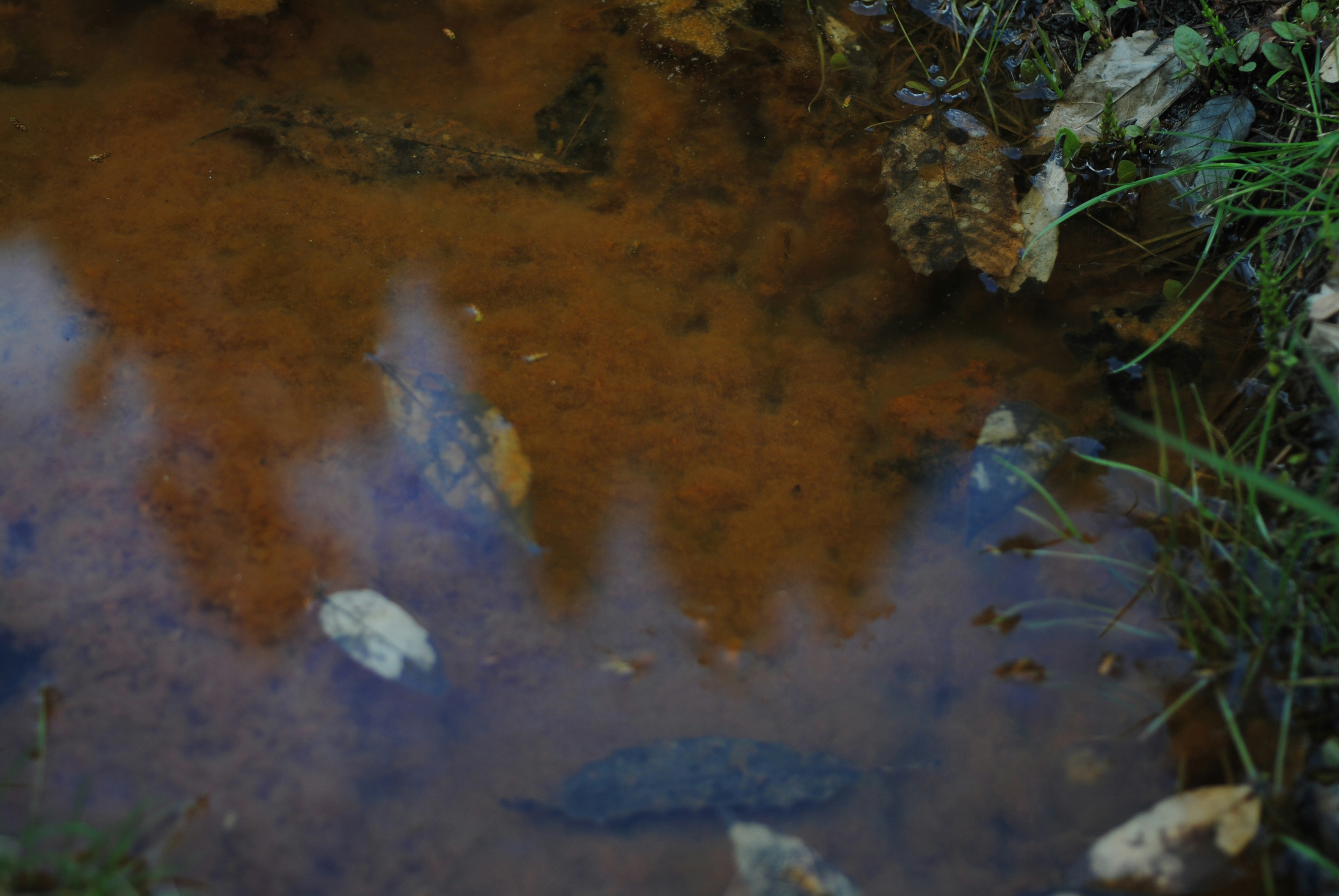 Mud-Reflection Gossamer: Quiet Water by the Shore
