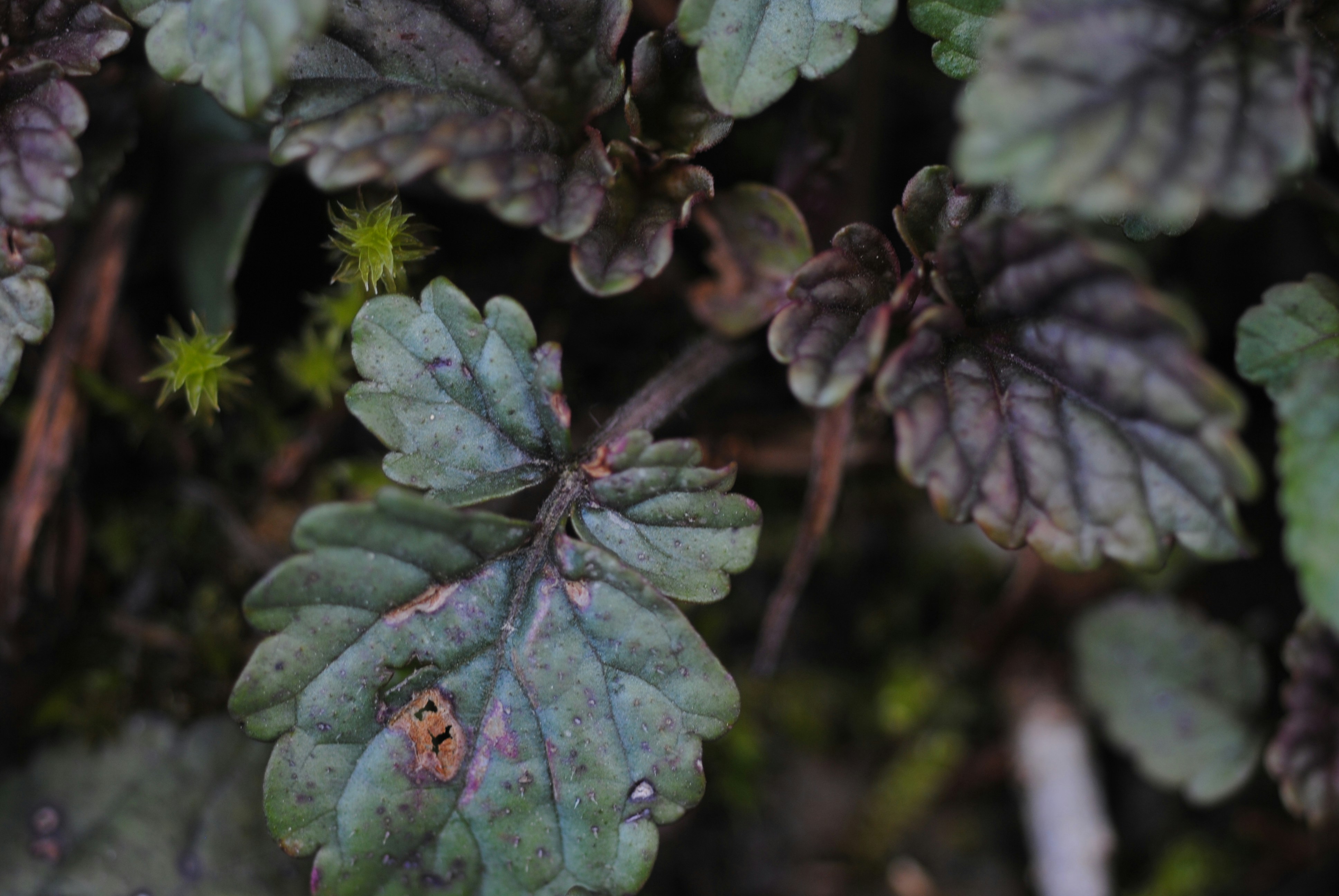 Moonlit Leaves: A Close Look at Ground-Level Foliage