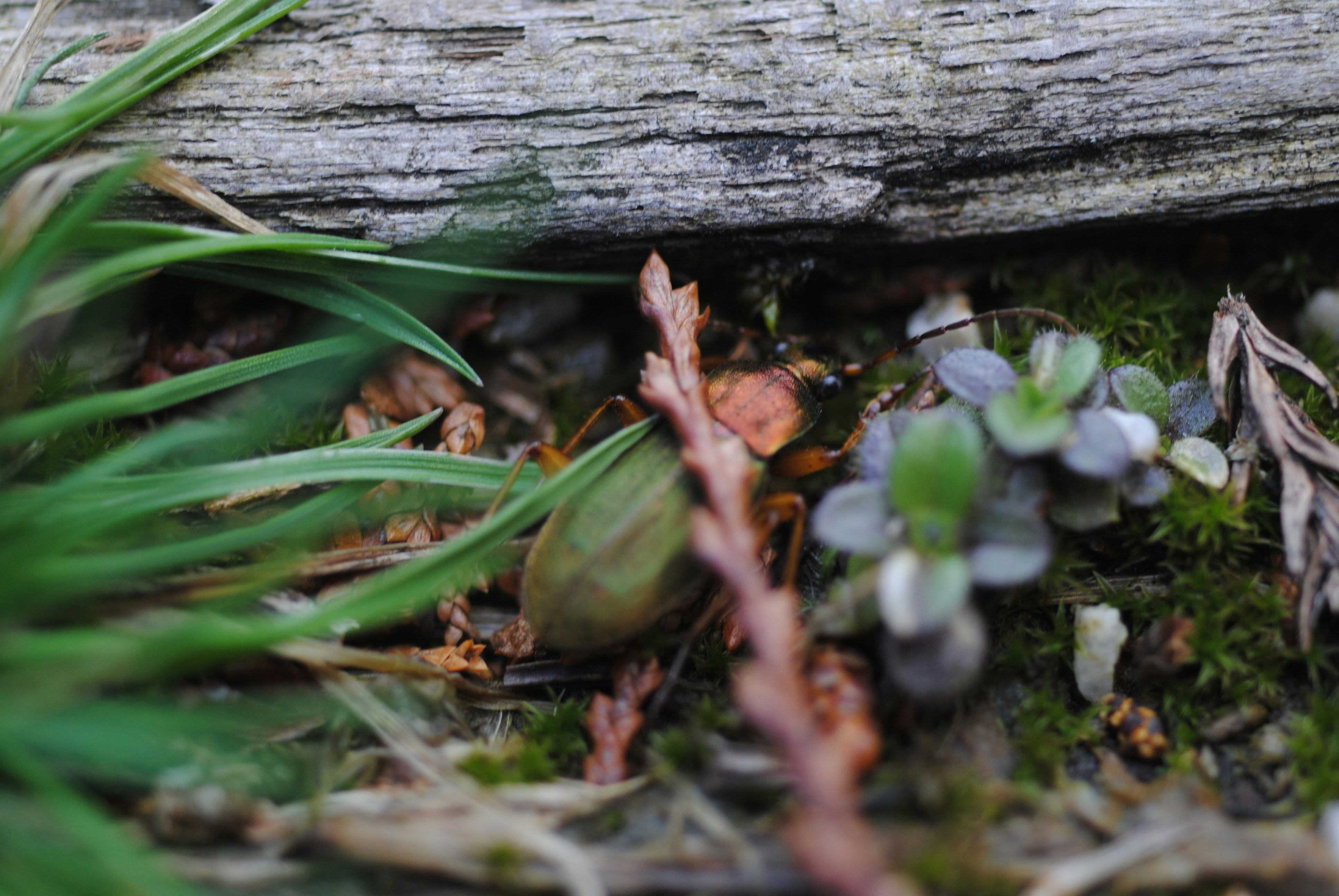 Micro Forest Floor: A Fragile Palette Under Ferns