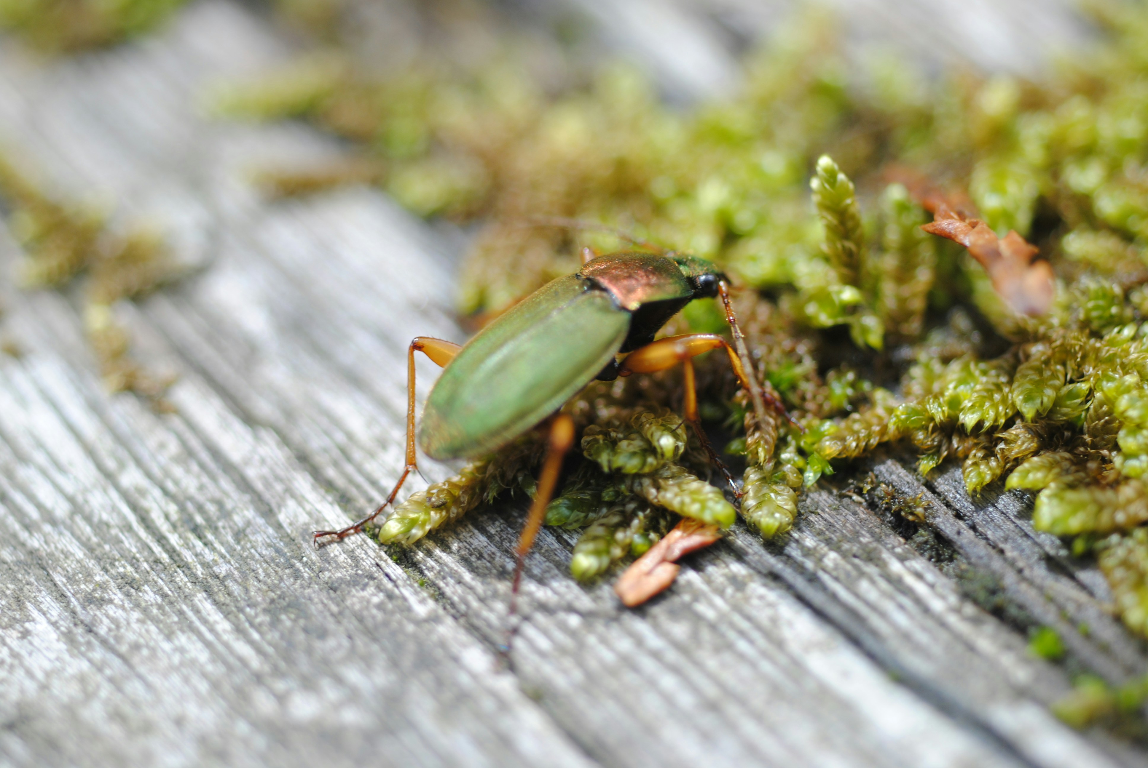 Emerald Wanderer on Weathered Wood