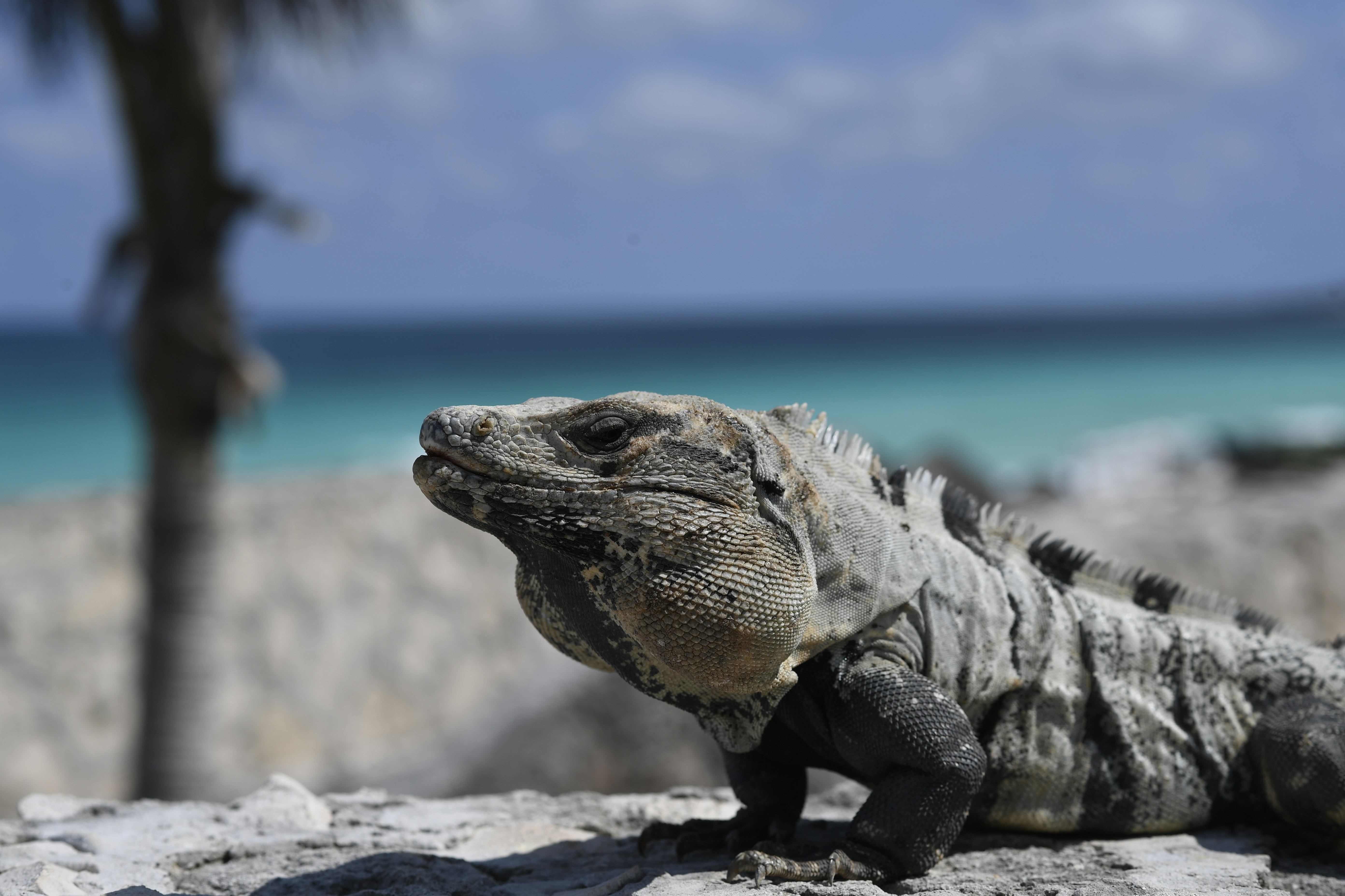 Coastal Guardian: Sandstone Lizard Stare at Dawn
