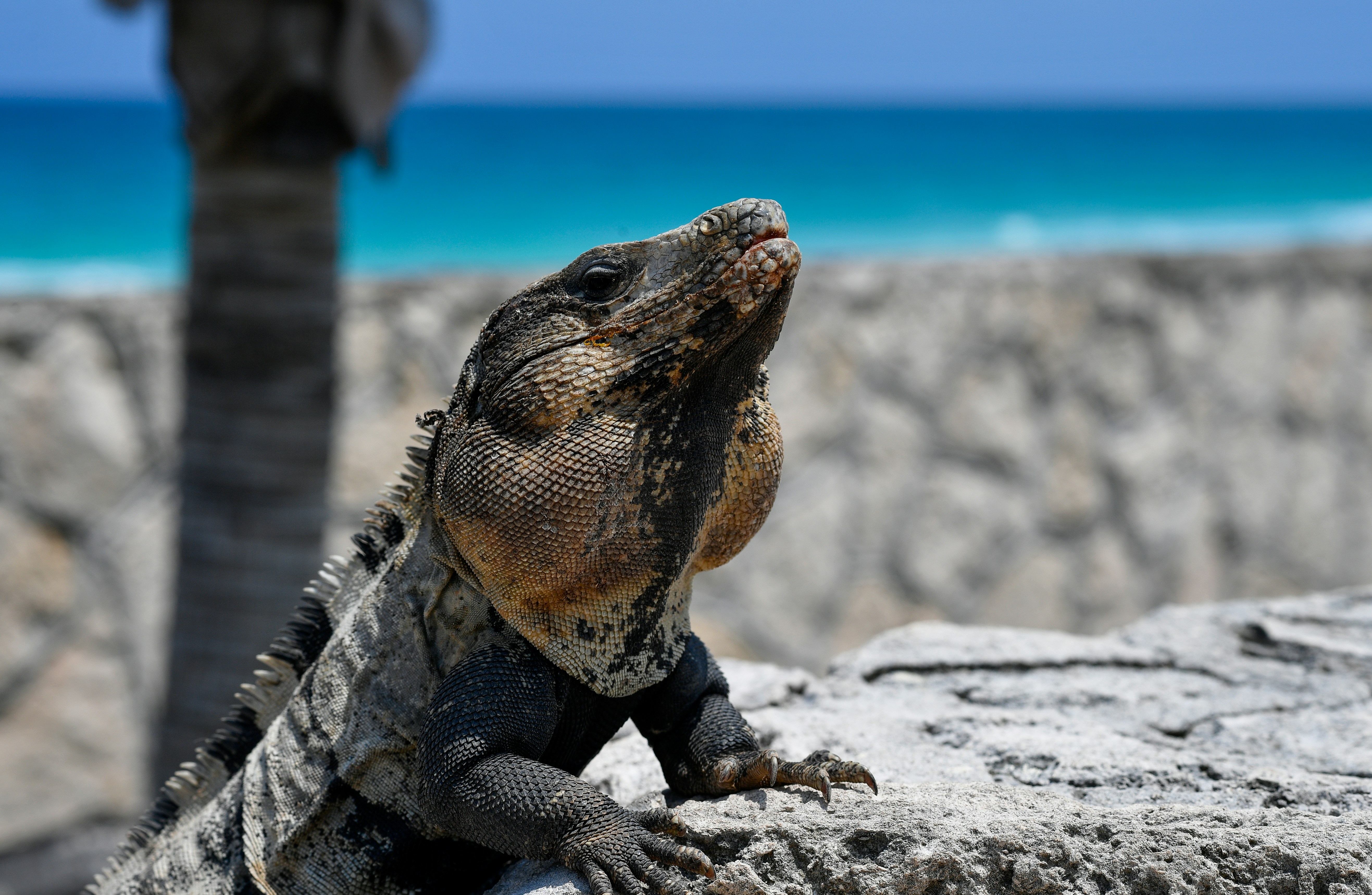 Coastal Guardian: A Close-Up on a Iguana’s Weathered Gaze