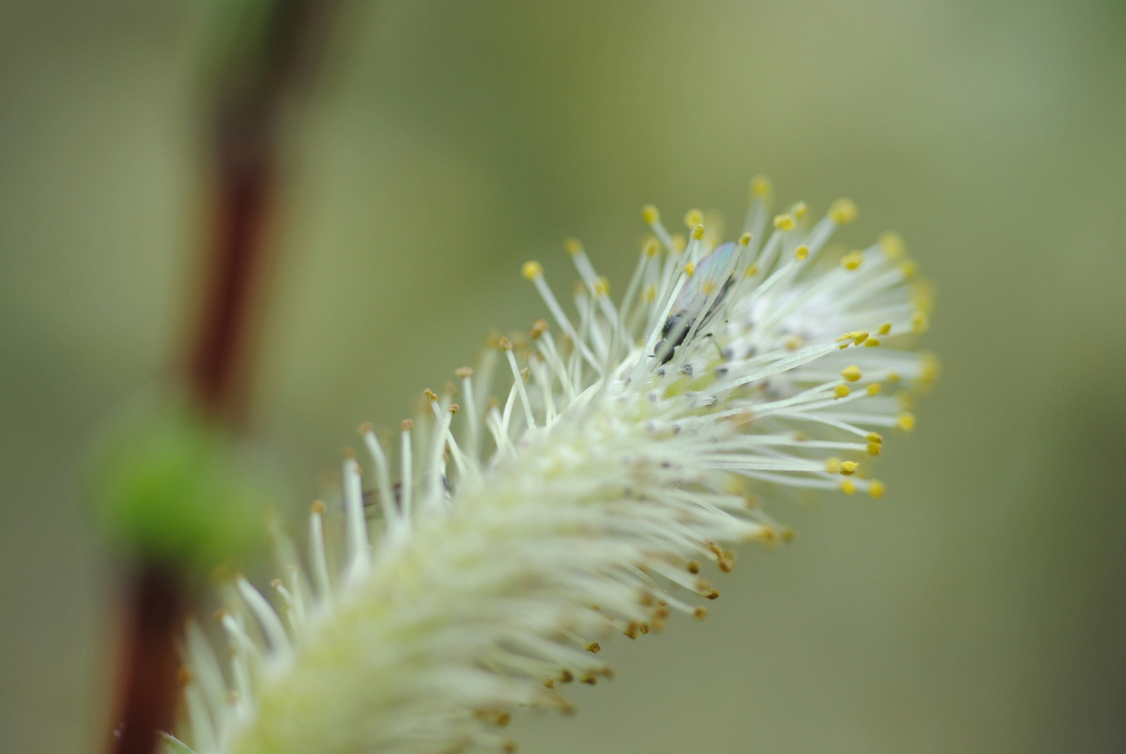 Emerald Catkin: a pale, spiky bloom in soft focus